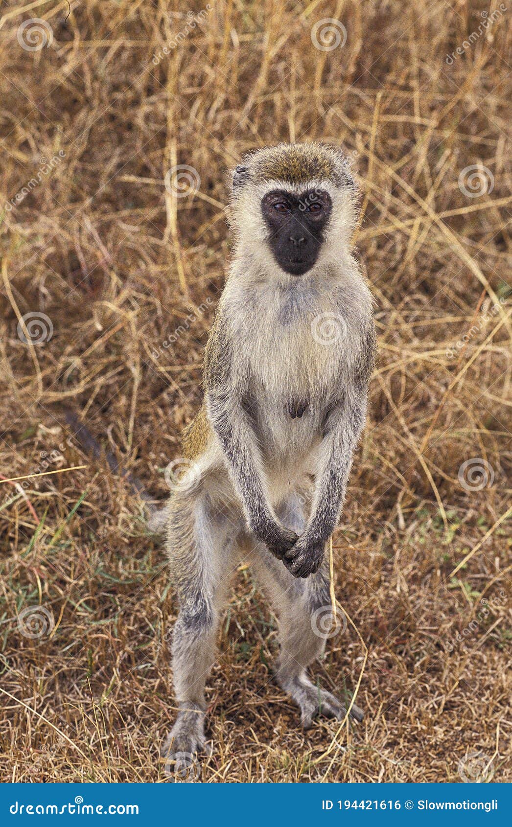 VERVET MONKEY Cercopithecus Aethiops, FEMALE STANDING on HIND LEGS ...