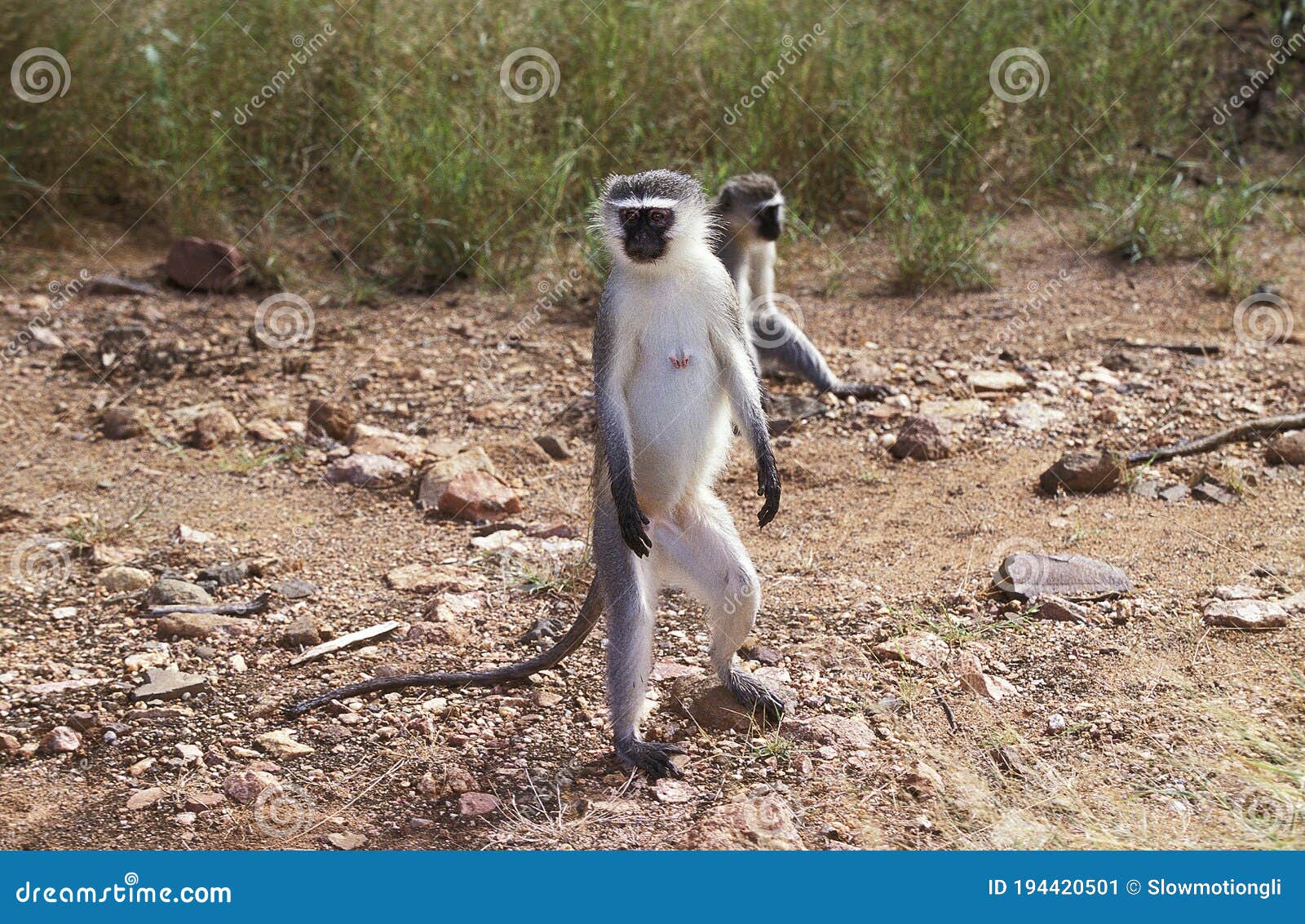 VERVET MONKEY Cercopithecus Aethiops, FEMALE STANDING on HIND LEGS ...