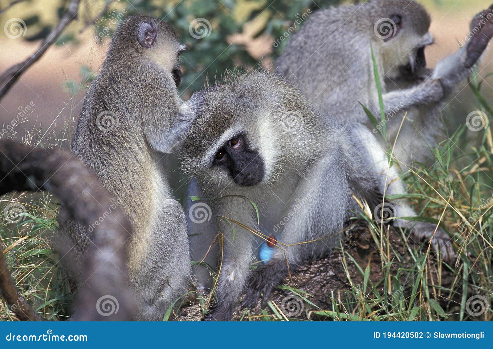 VERVET MONKEY Cercopithecus Aethiops, GROUP GROOMING, KENYA Stock Photo ...