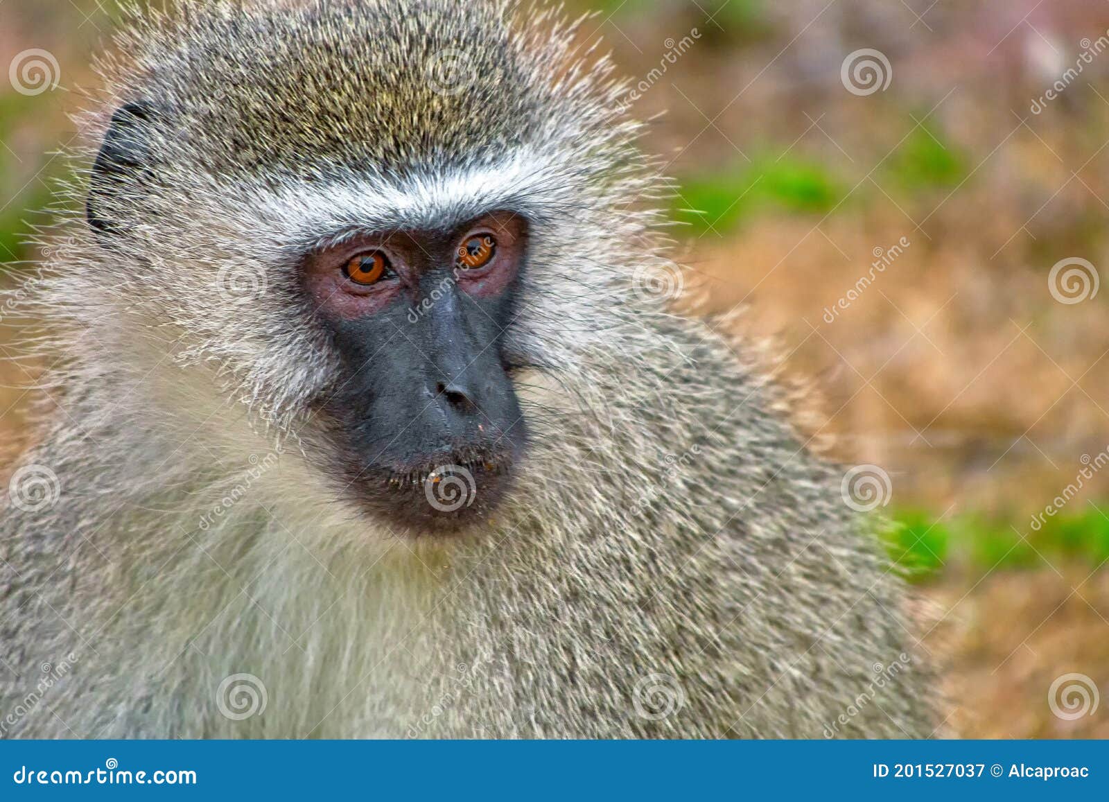 Vervet Monkey, Kruger National Park, South Africa Stock Image - Image ...