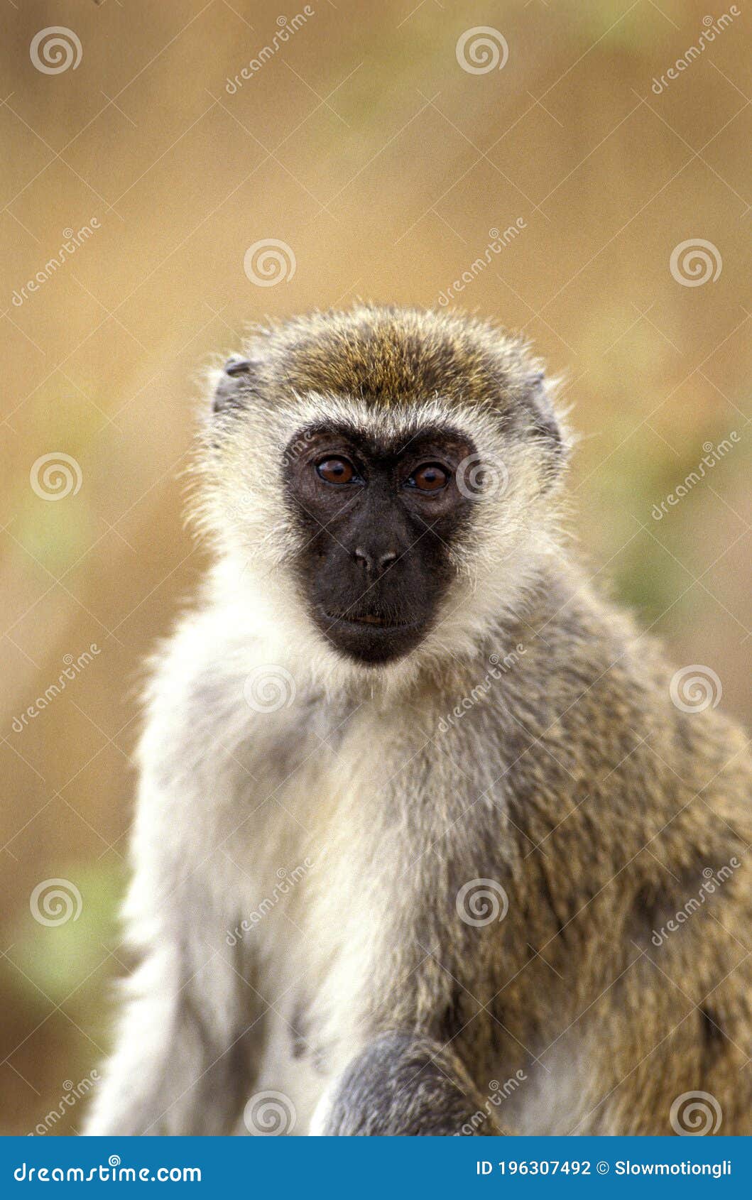 Vervet Monkey, Cercopithecus Aethiops, Portrait of Female, Kenya Stock ...