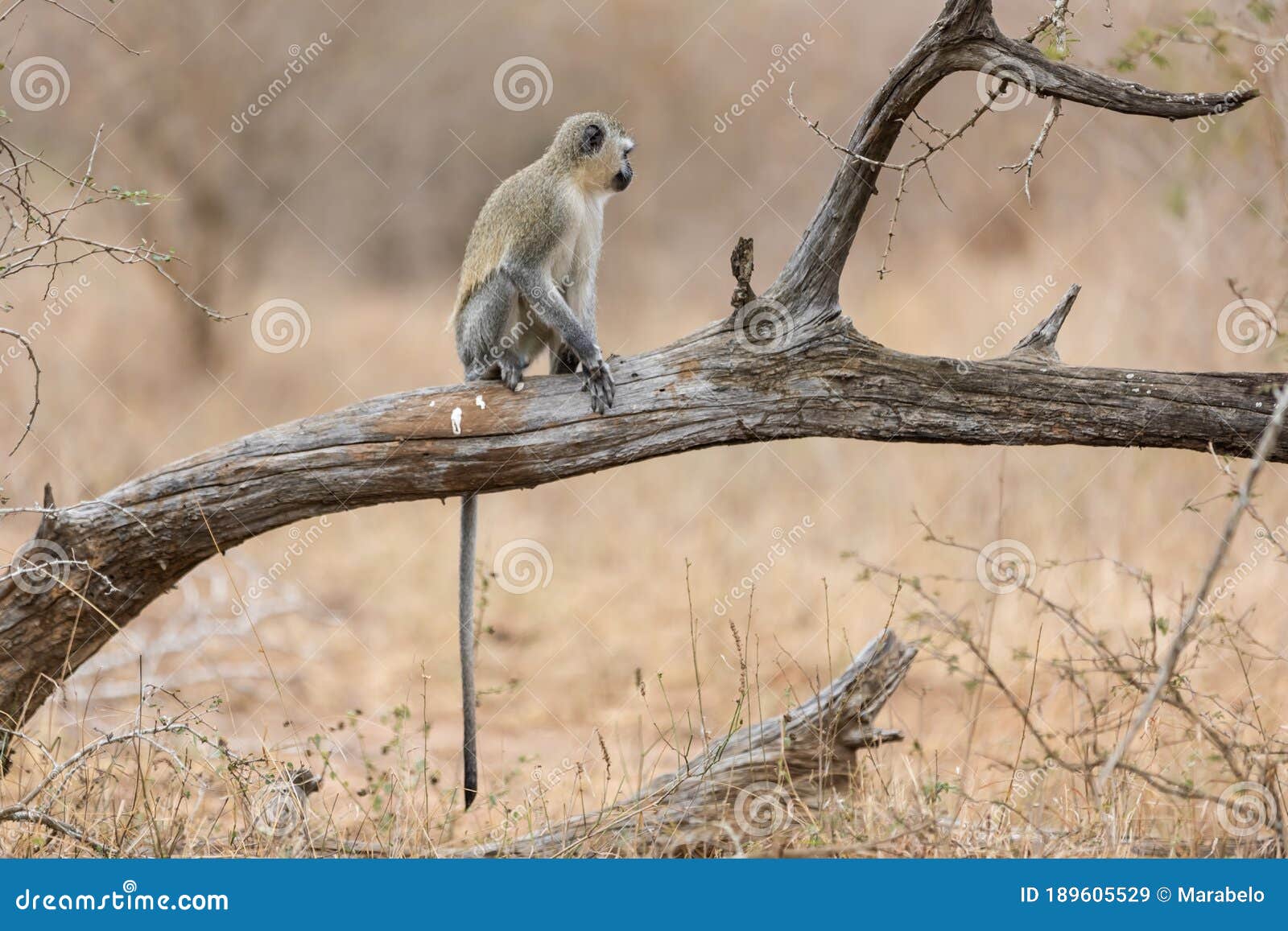 Vervet Monkey Cercopithecus Aethiops Sitting in a Tree, South Africa ...