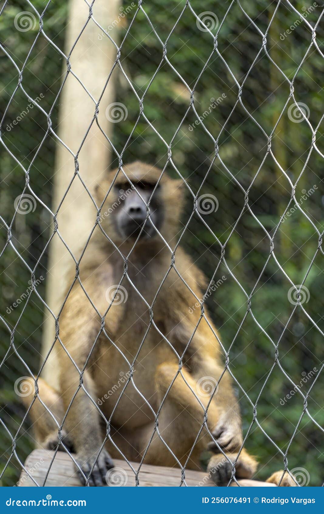 Vervet Monkey, Cercopithecus Pygerythrus, Caged at the Zoo, Mexico ...