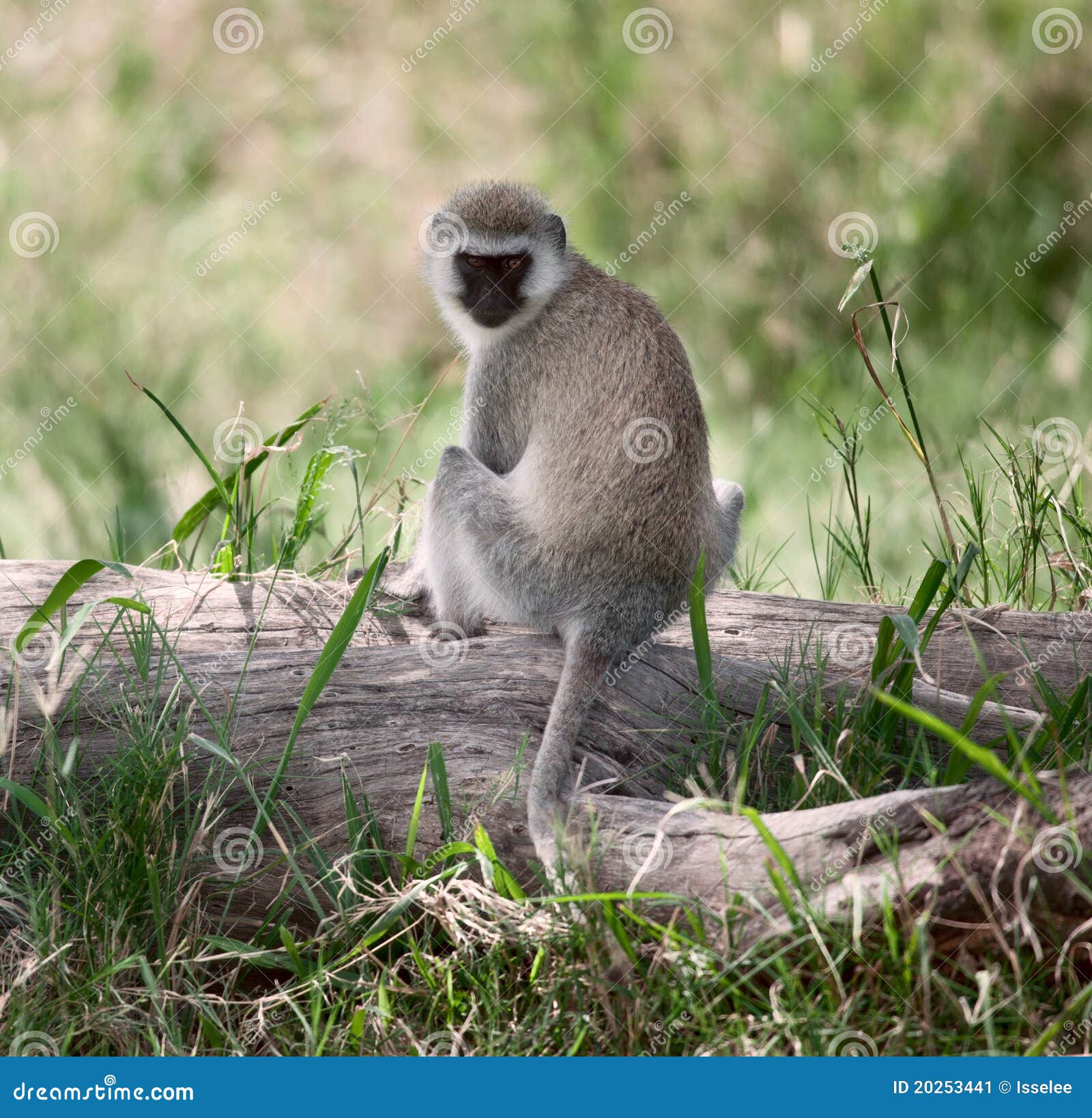 Vervet Monkey, Chlorocebus Pygerythrus Stock Image - Image of serengeti ...
