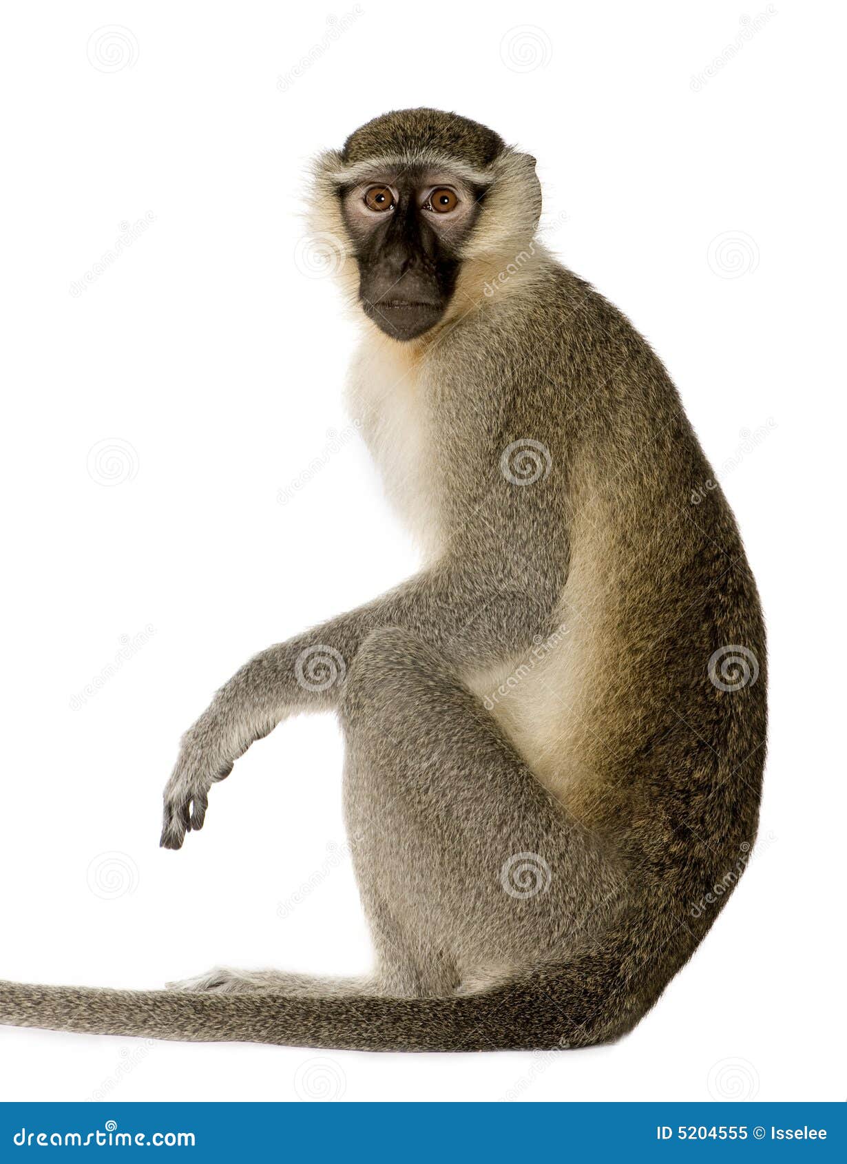 Vervet Monkey - Chlorocebus Pygerythrus Old World Monkey Of The Family ...