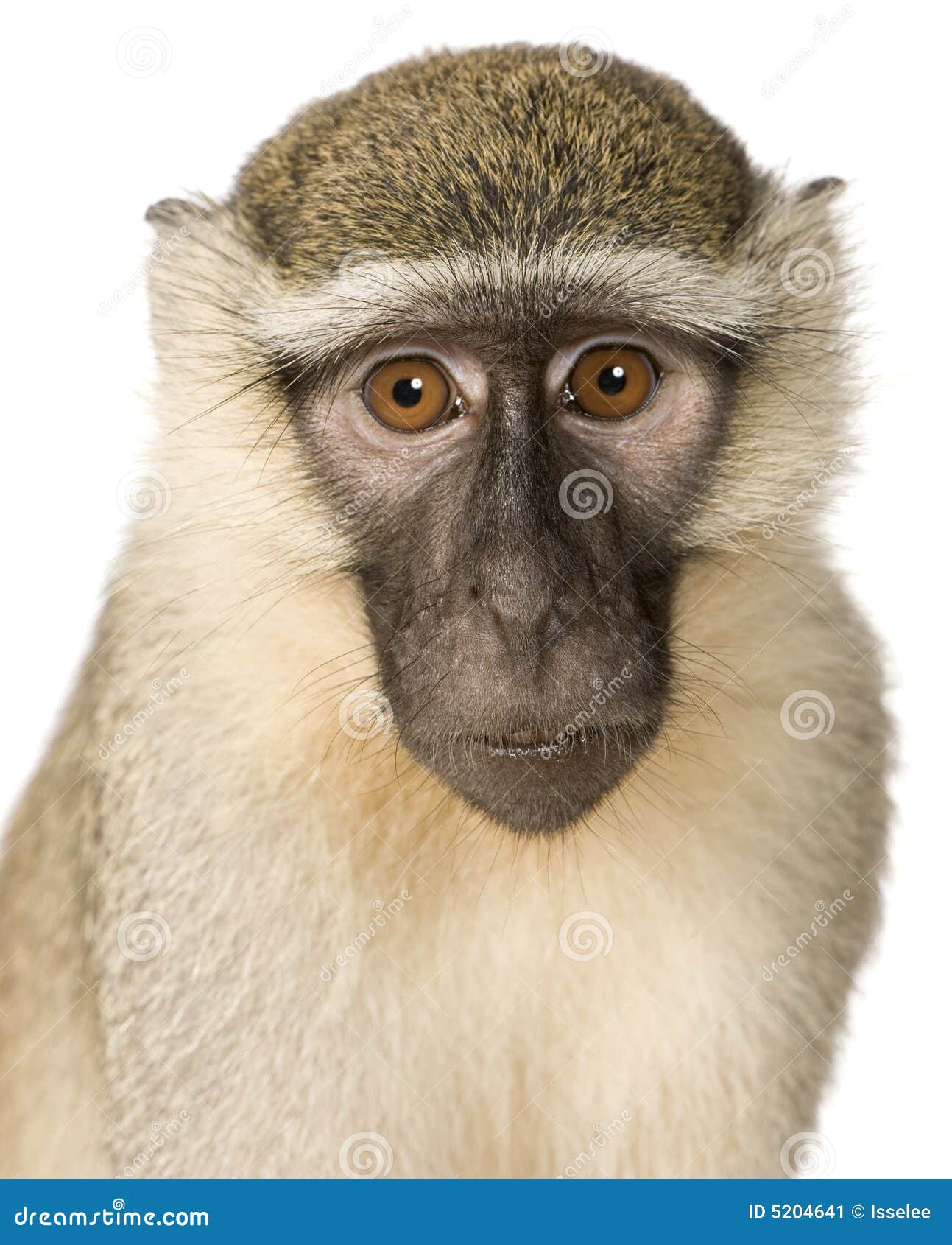Vervet Monkey - Chlorocebus Pygerythrus Old World Monkey Of The Family ...