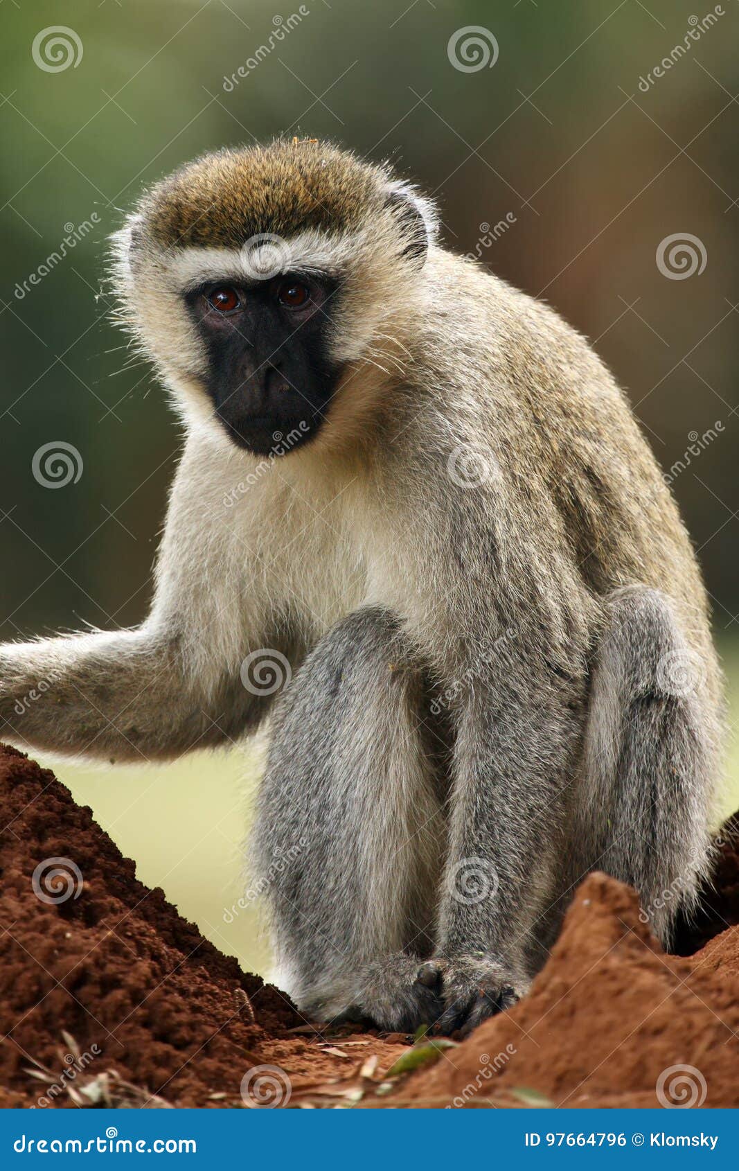 The Vervet Monkey Chlorocebus Pygerythrus Stock Photo - Image of monkey ...