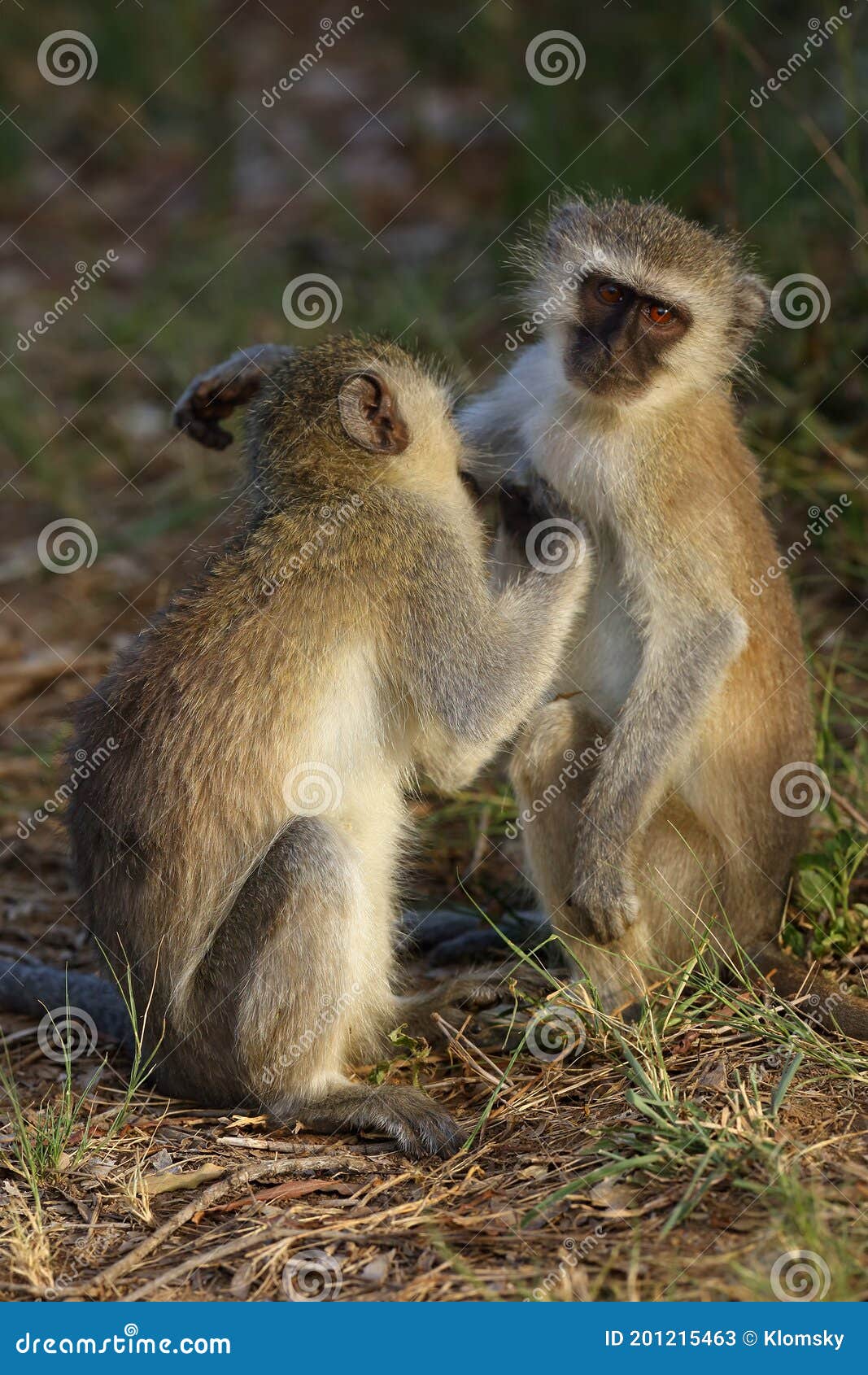 The Vervet Monkey Chlorocebus Pygerythrus, Typical Behavior during ...