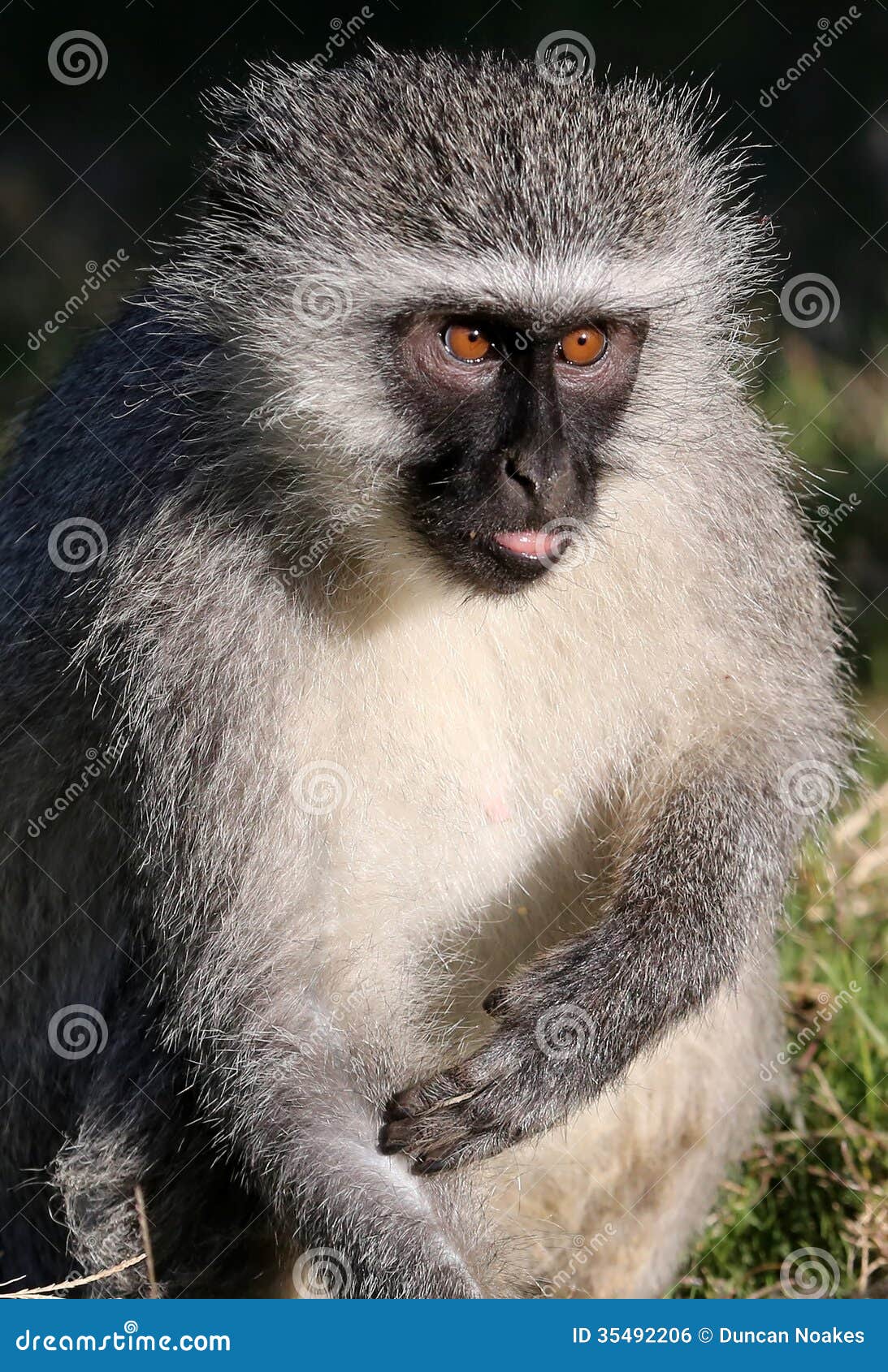 Vervet Monkey Concentrating Stock Photo - Image of humorous, funny ...