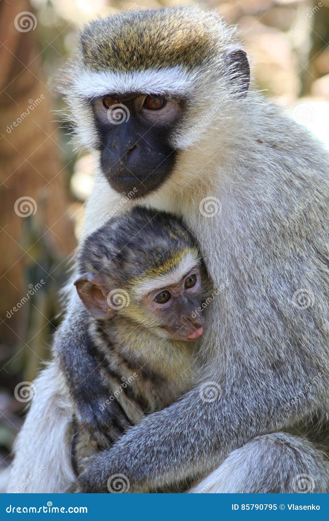 Vervet monkey with a cub stock image. Image of sits, wild - 85790795