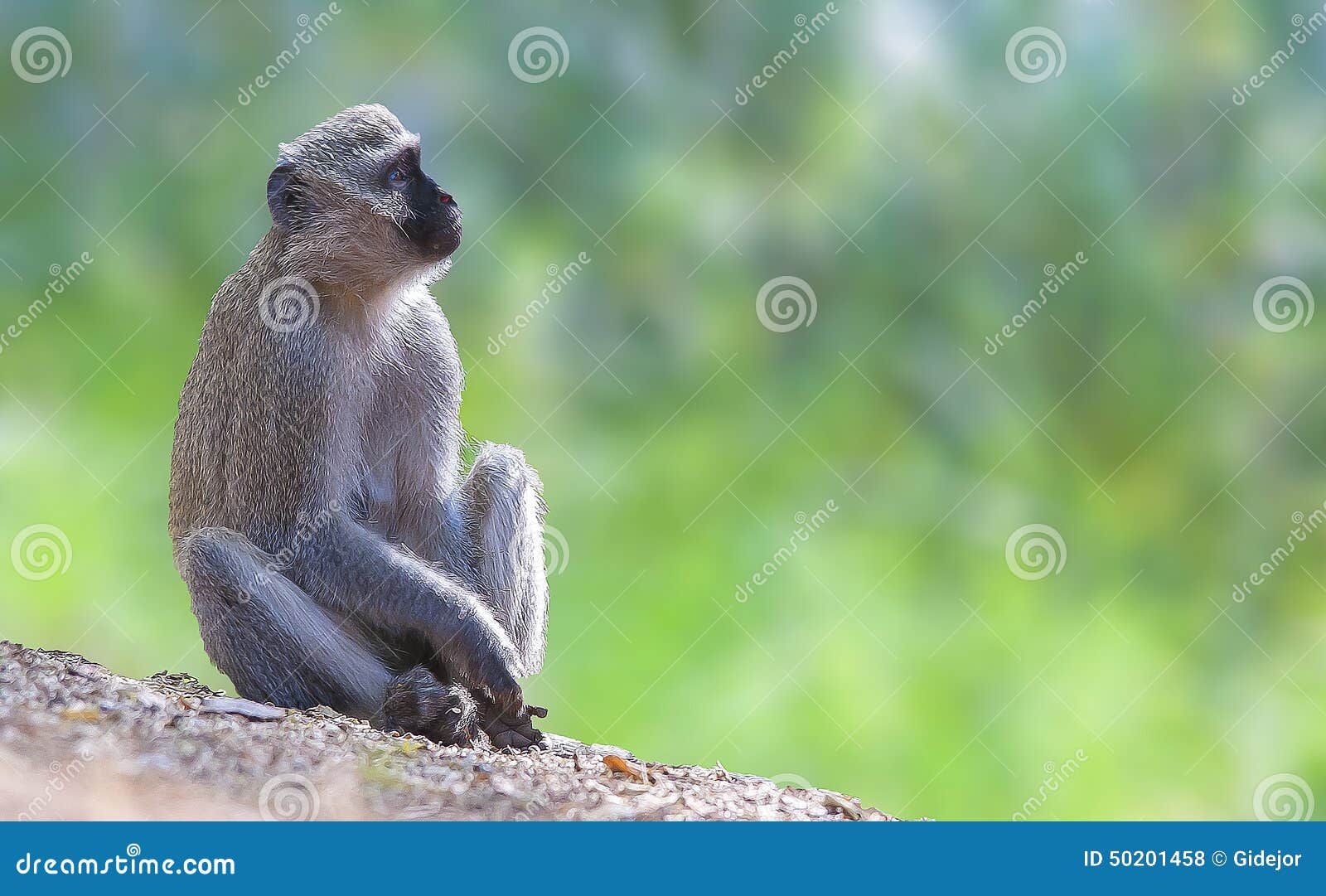 Vervet Monkey Deep in Thought Stock Photo - Image of watching, park ...