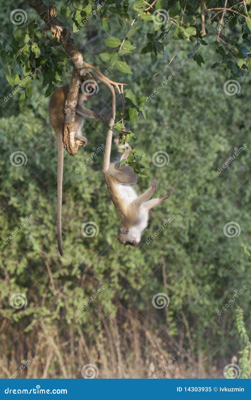 Vervet Monkey Doing Gymnastics. Stock Image - Image of gymnastics, park ...