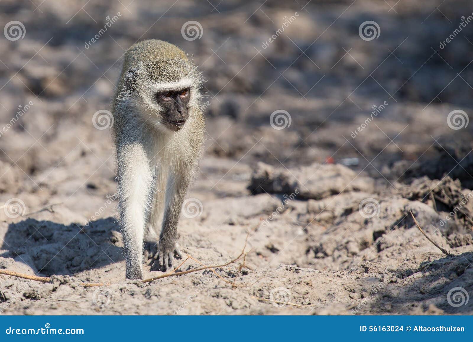 Vervet Monkey Drinking Water from Pond with Dry Mud Stock Photo - Image ...