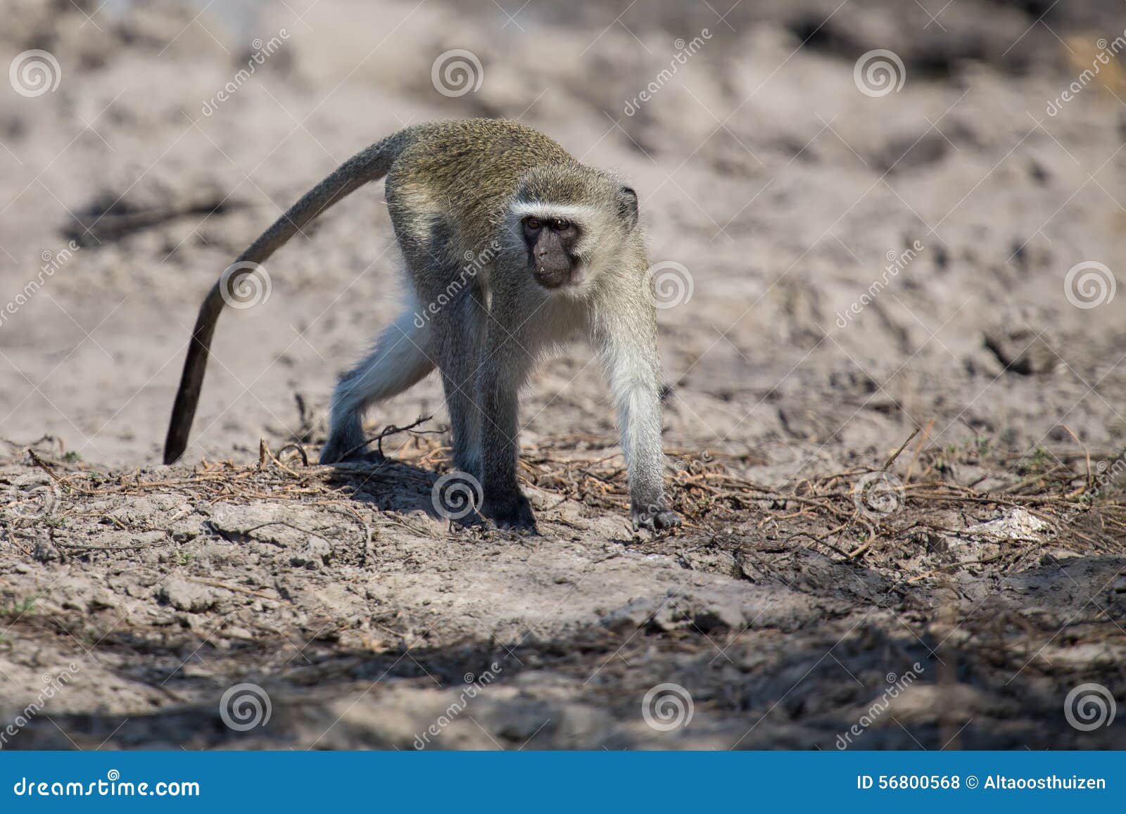 Vervet Monkey Drinking Water from Pond with Dry Mud Stock Photo - Image ...