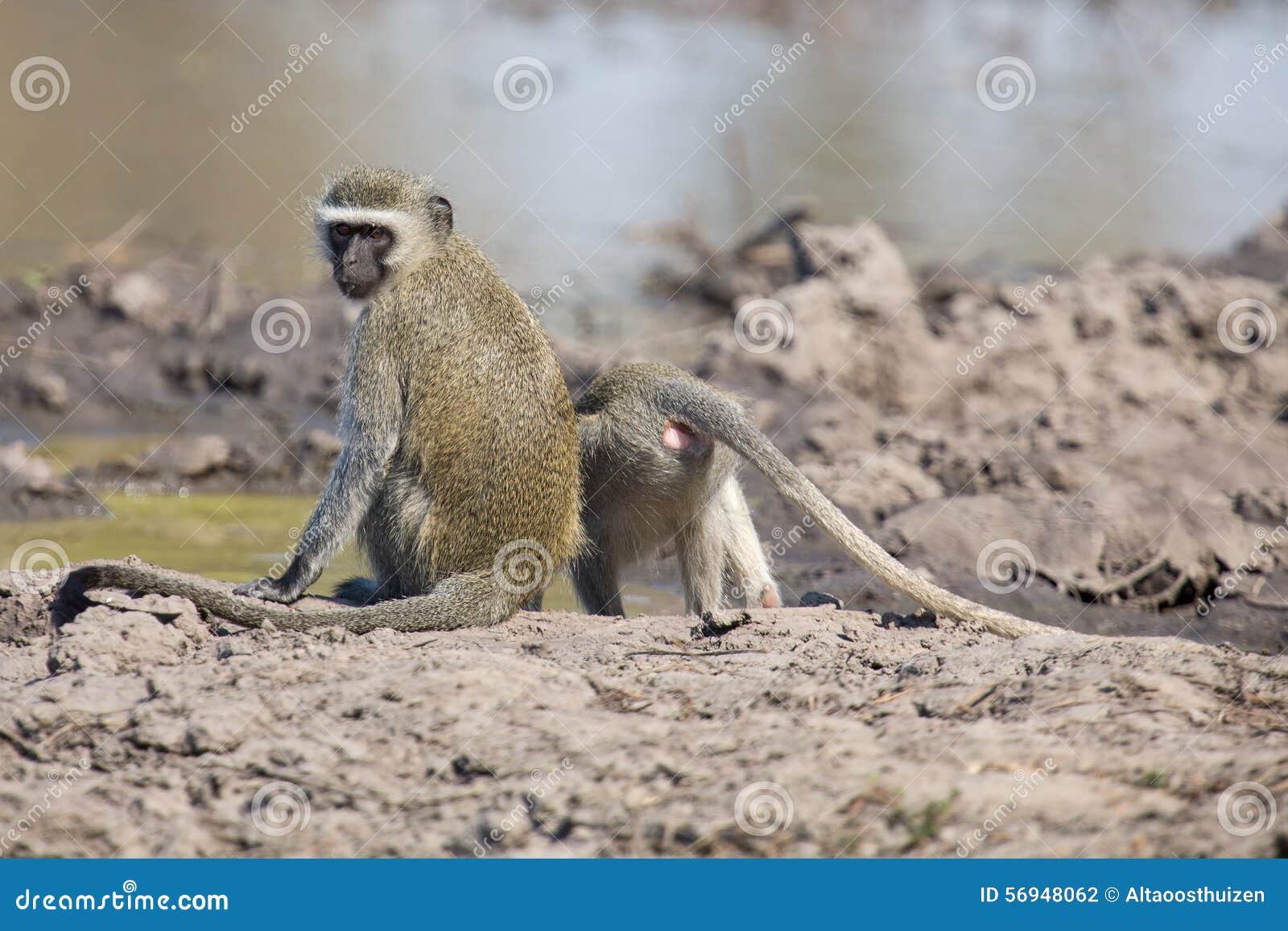 Vervet Monkey Drinking Water from Pond with Dry Mud Stock Photo - Image ...