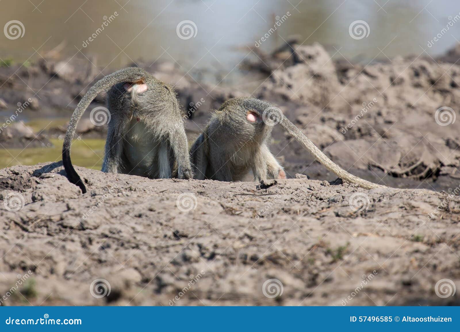 Vervet Monkey Drinking Water from Pond with Dry Mud Stock Image - Image ...