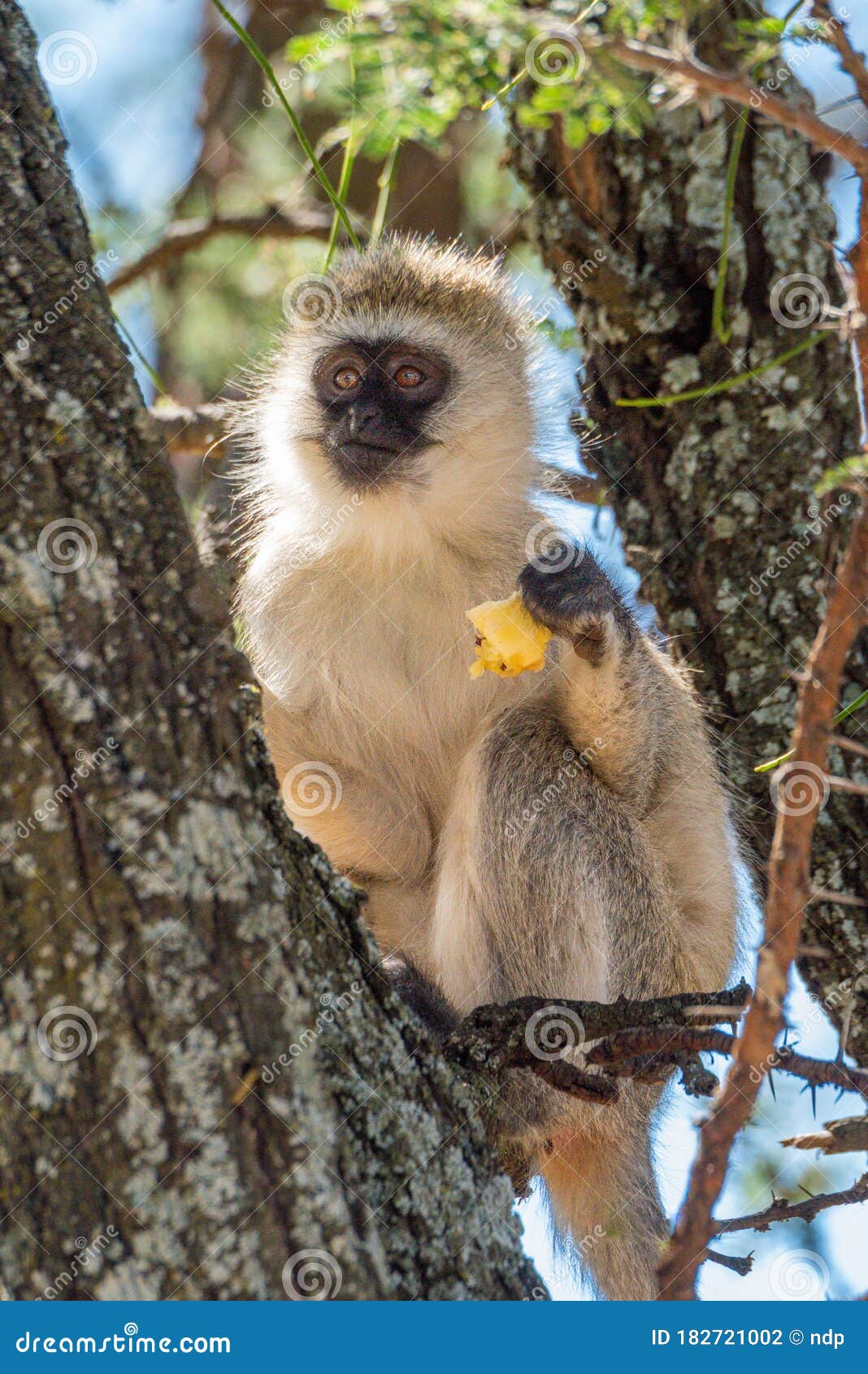 Vervet Monkey Eating Apple Core in Tree Stock Photo - Image of tree ...