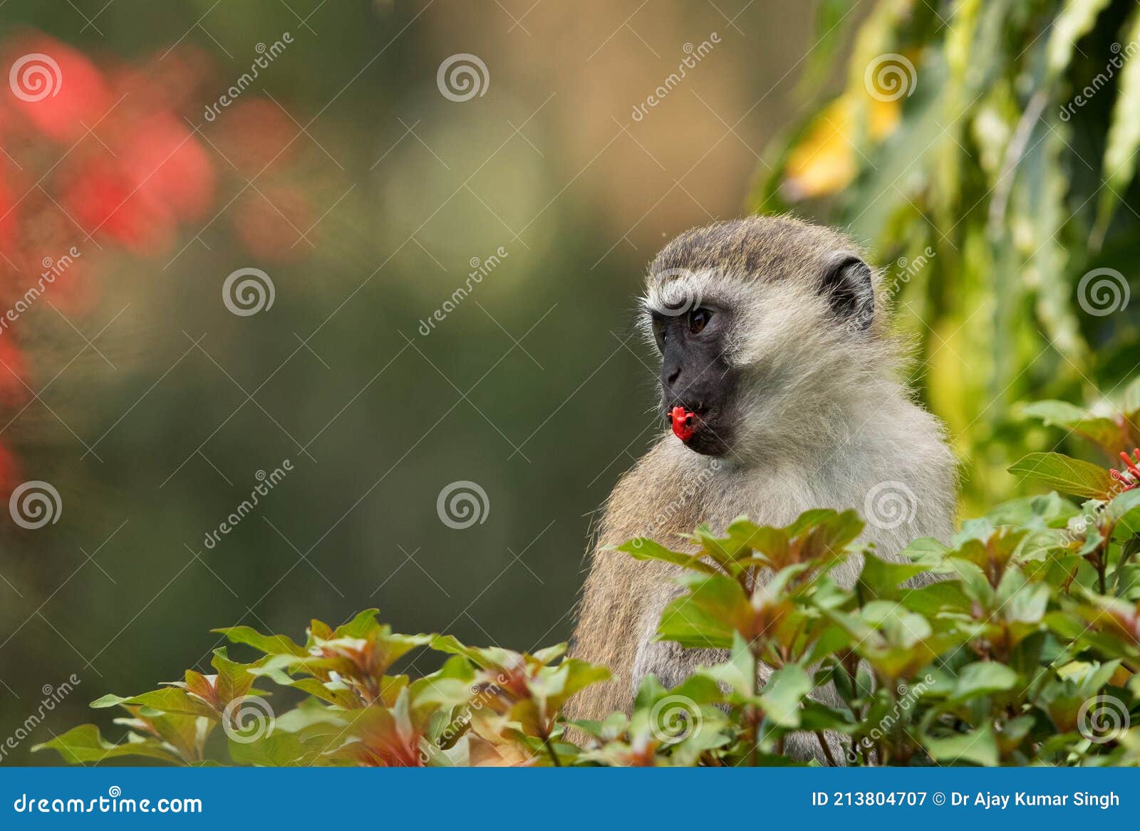 Vervet Monkey Eating Flower Stock Image - Image of forest, baby: 213804707
