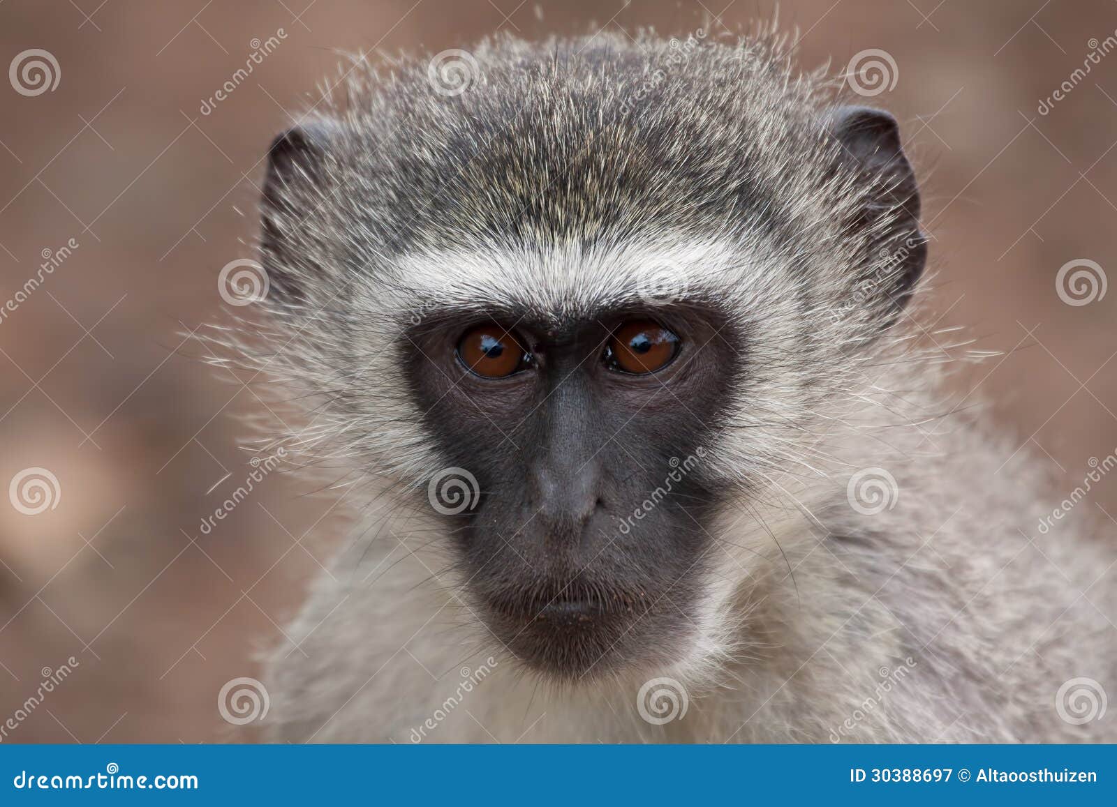 Vervet monkey face closeup stock image. Image of funny - 30388697