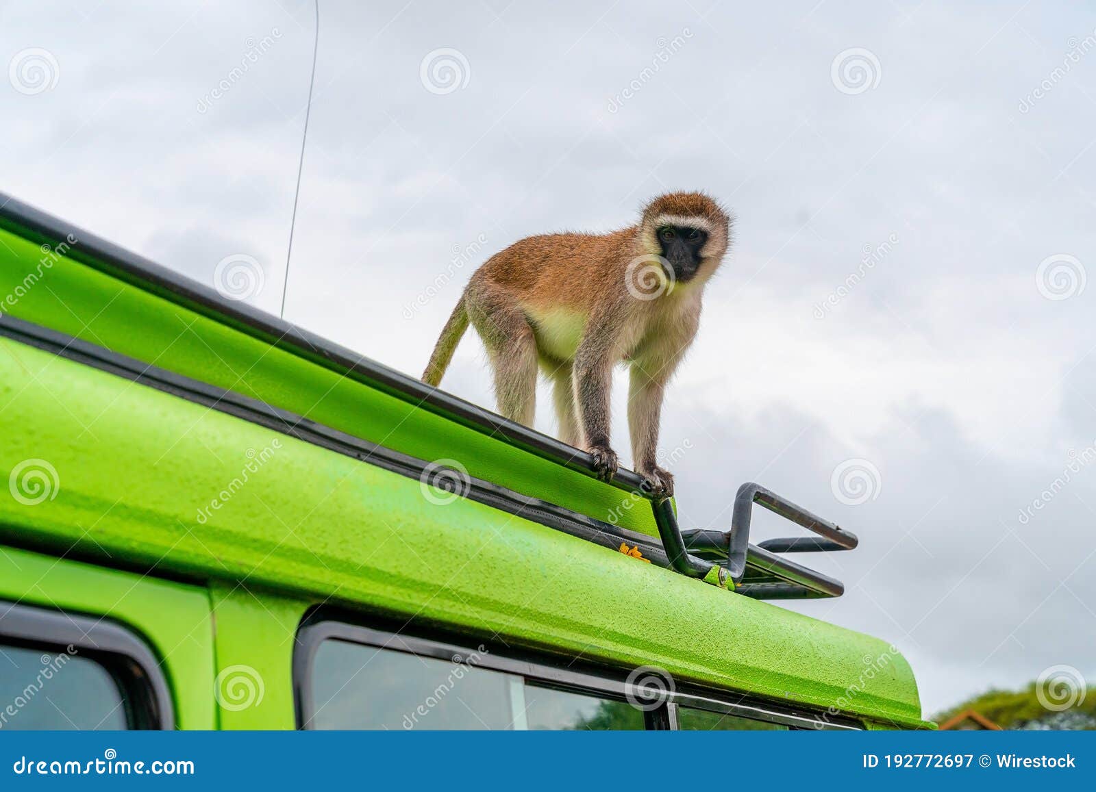 Vervet Monkey on Green Bus Under Cloudy Sky Stock Image - Image of ...
