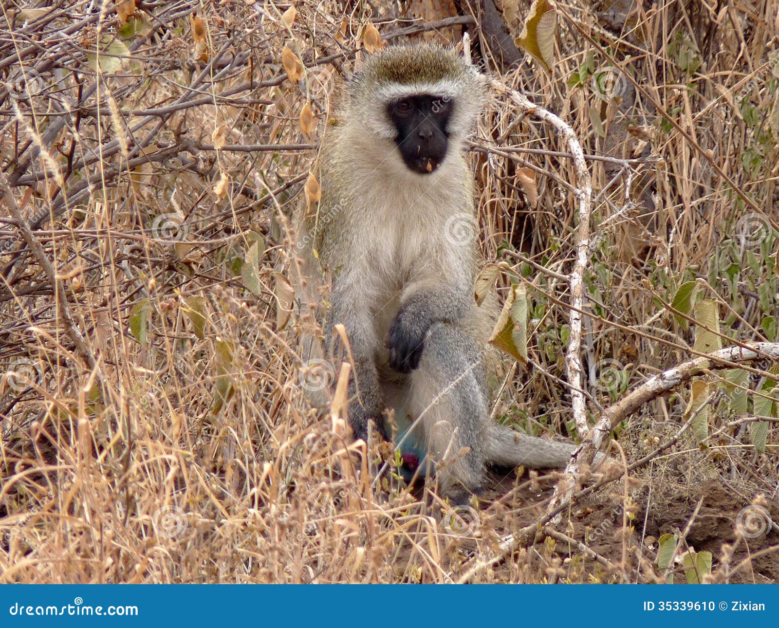 Vervet Monkey stock photo. Image of wildlife, vervet - 35339610