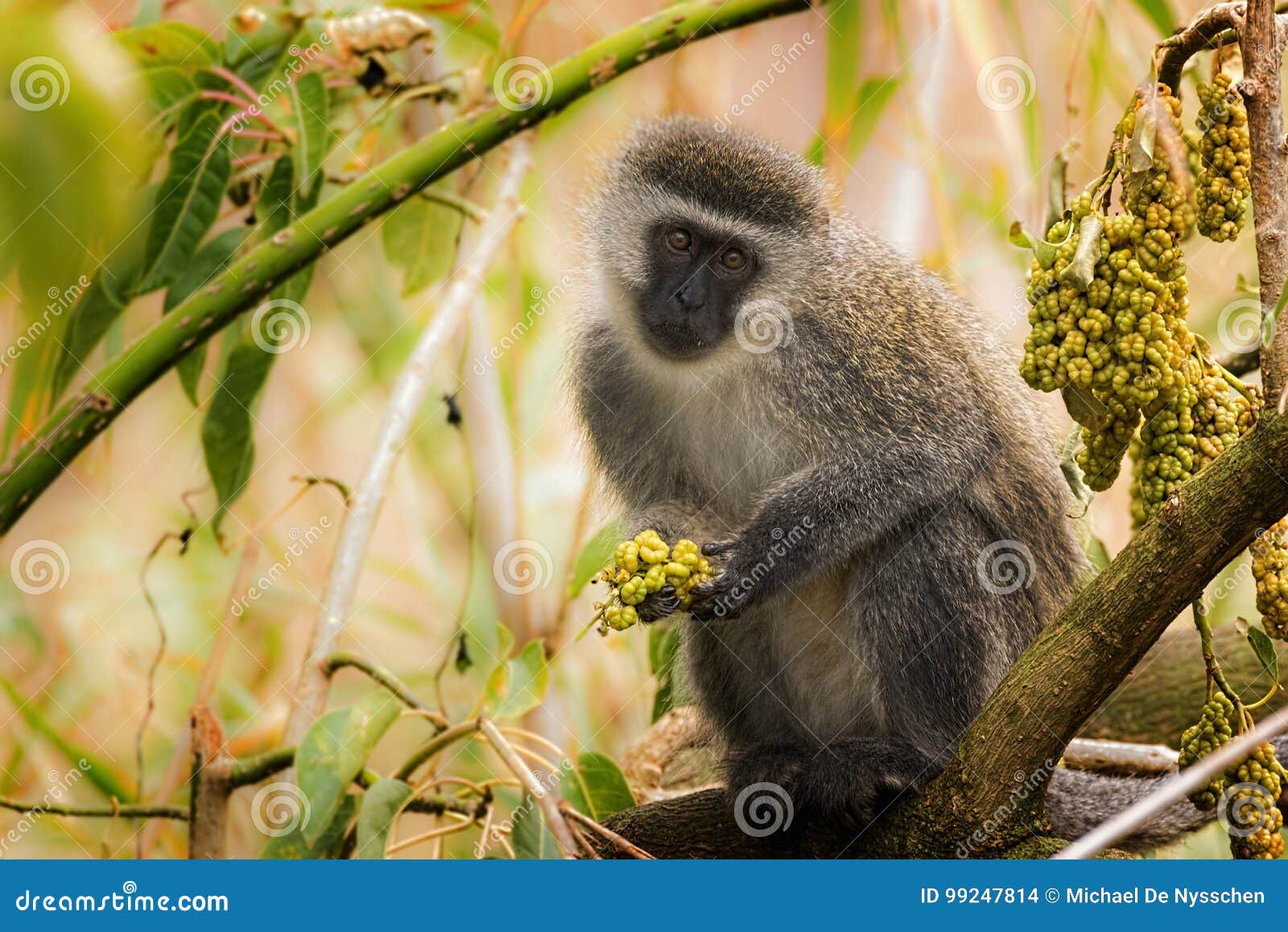 Vervet Monkey Perched in a Tree Stock Photo - Image of wild, backlit ...