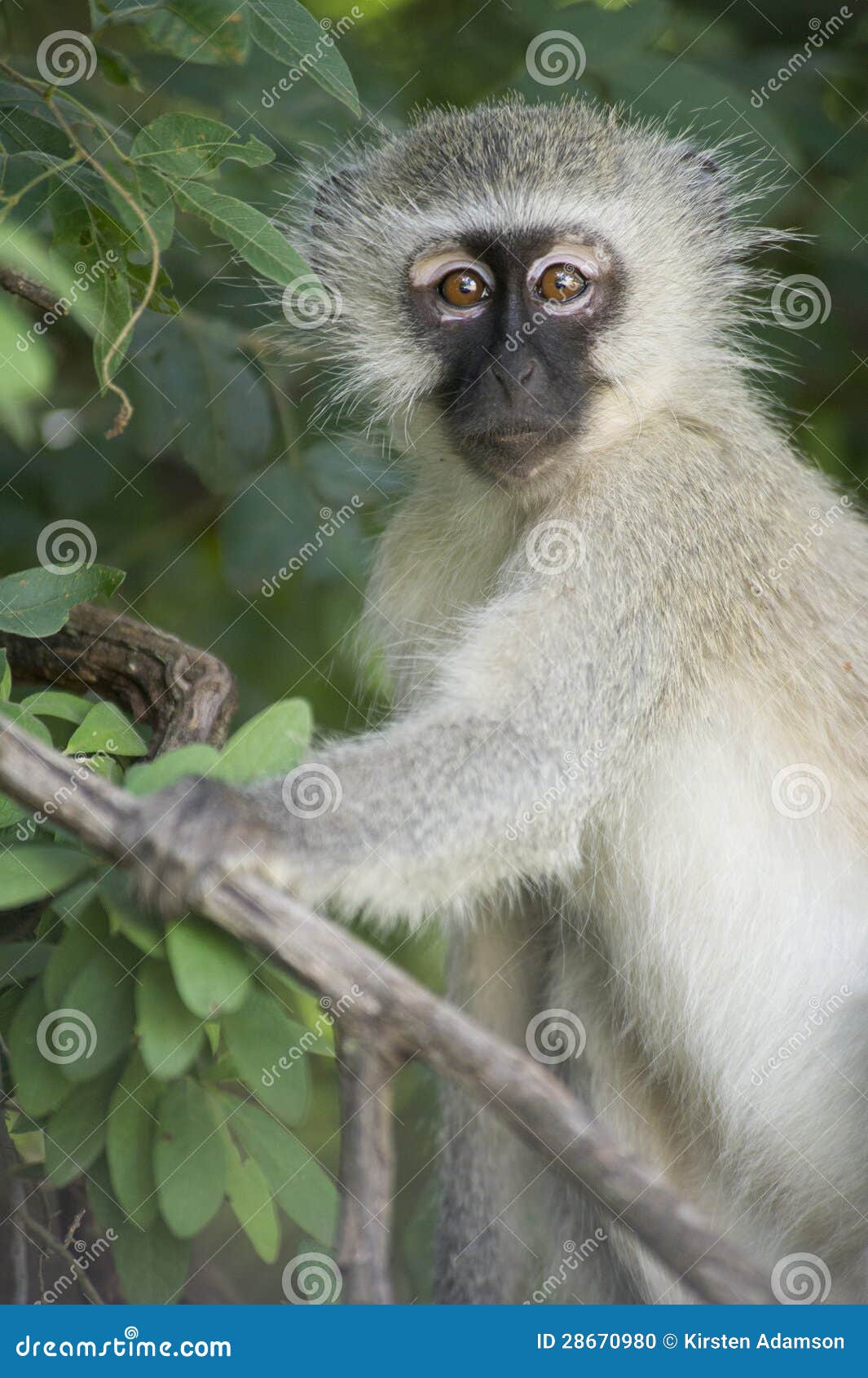 Vervet monkey portrait stock photo. Image of fluffy, furry - 28670980