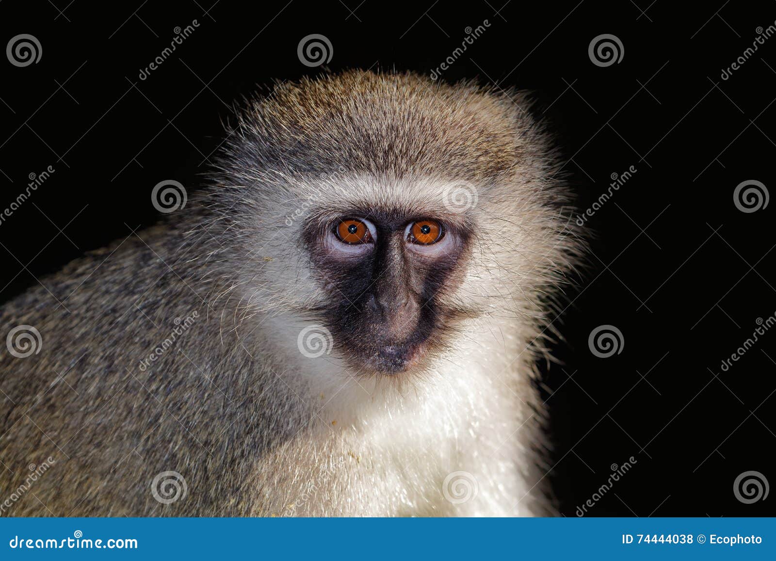 Vervet monkey portrait stock photo. Image of cute, isolated - 74444038