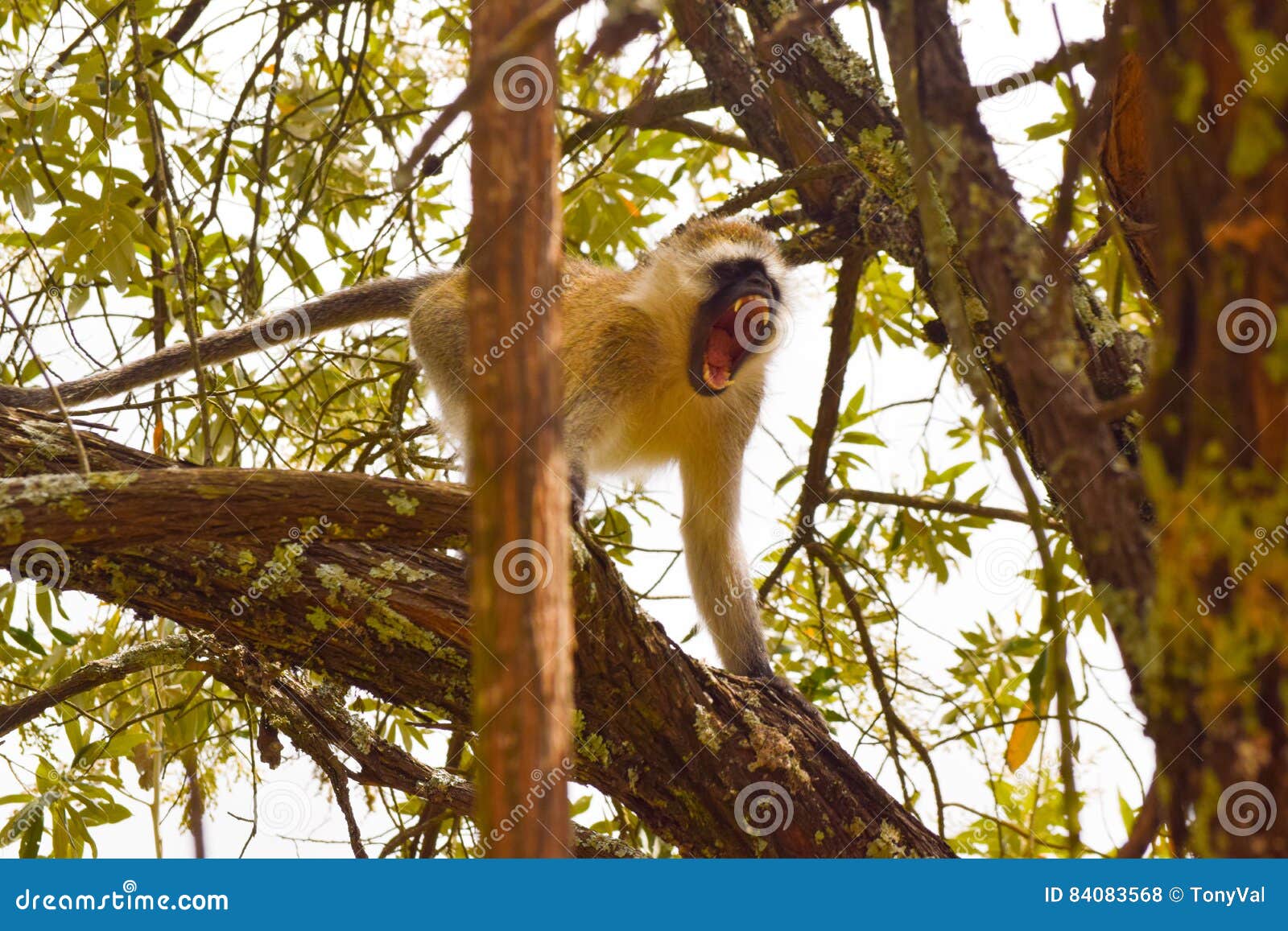 Monkey Roars Photos - Free & Royalty-Free Stock Photos from Dreamstime