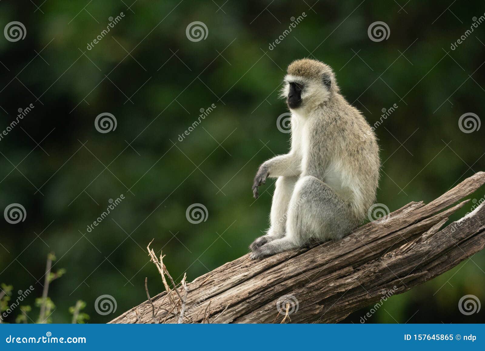 Vervet Monkey Sits on Log in Profile Stock Image - Image of profile ...
