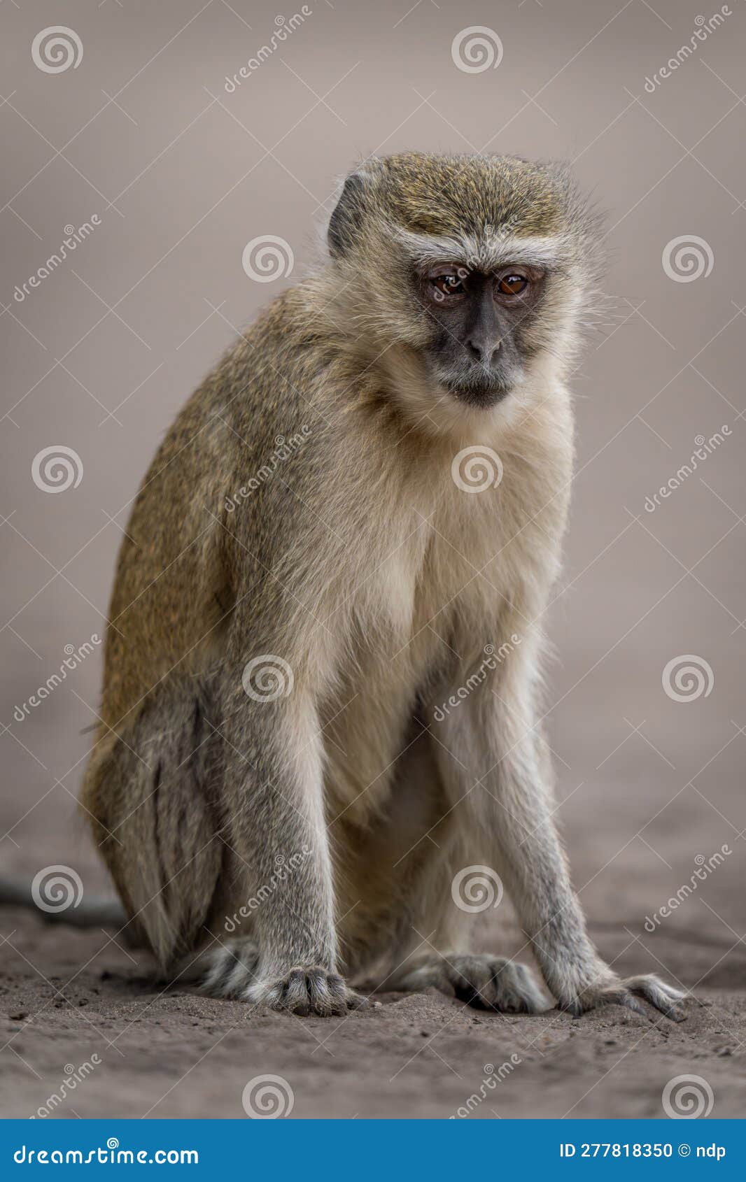 Vervet Monkey Sits on Sand Looking Ahead Stock Photo - Image of nature ...
