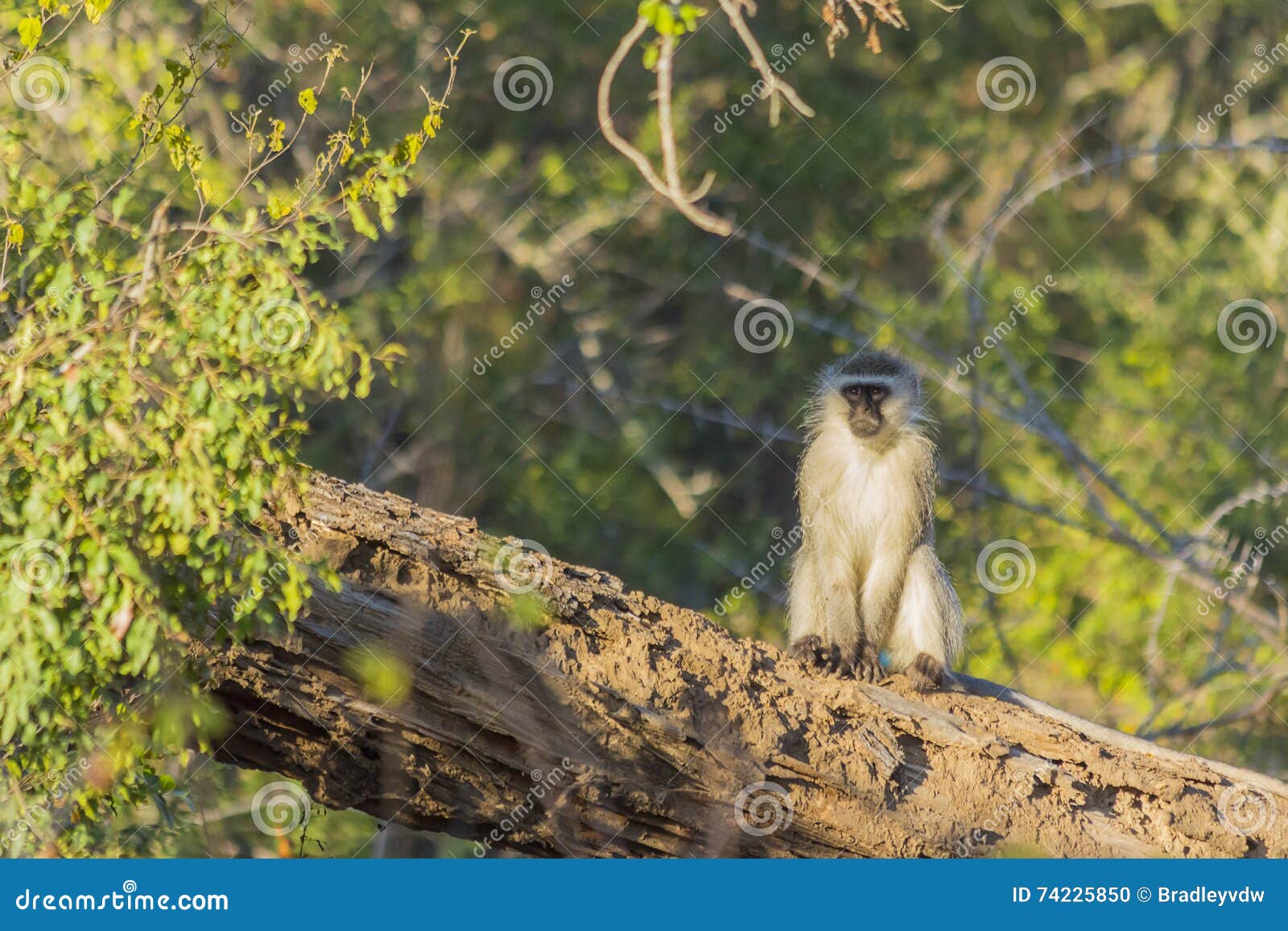 Vervet Monkey Sitting on a Dead Tree Stump Stock Photo - Image of ...
