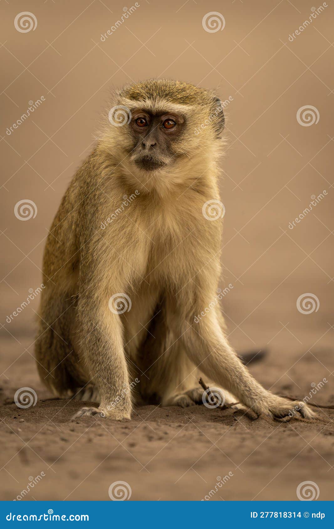 Vervet Monkey Sitting on Sand Watching Camera Stock Photo - Image of ...