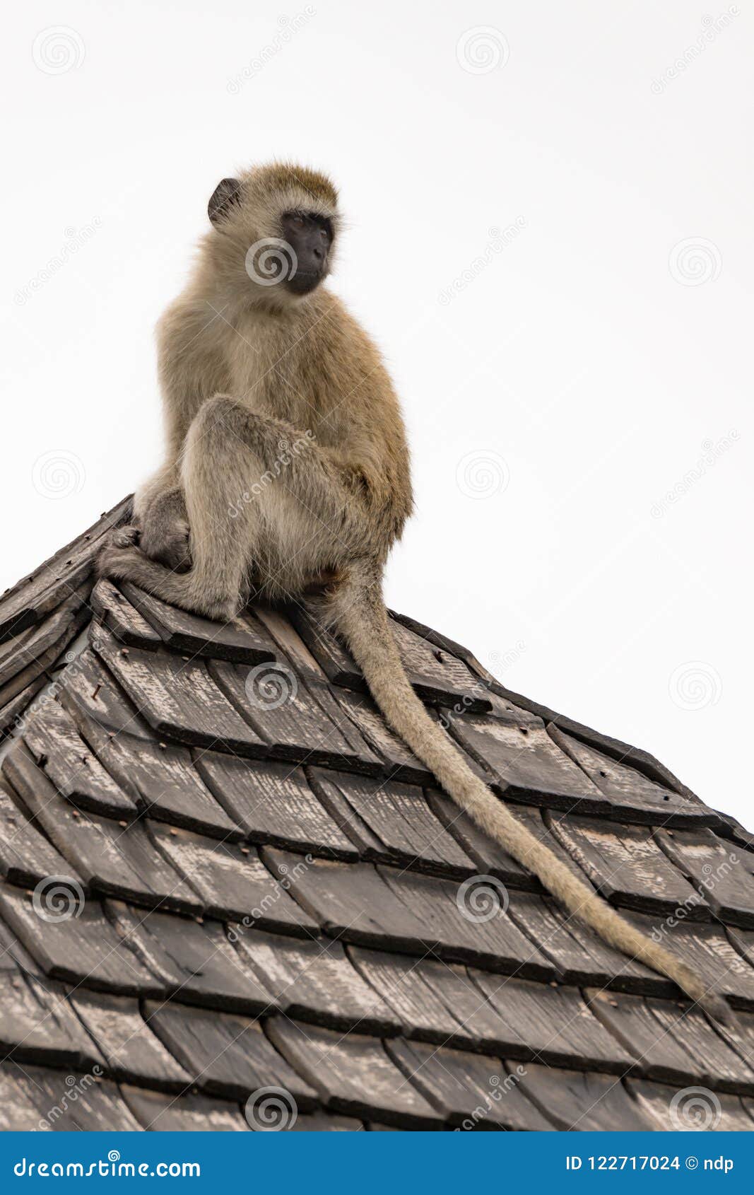 Vervet Monkey Sitting on Top of Roof Stock Photo - Image of nature ...