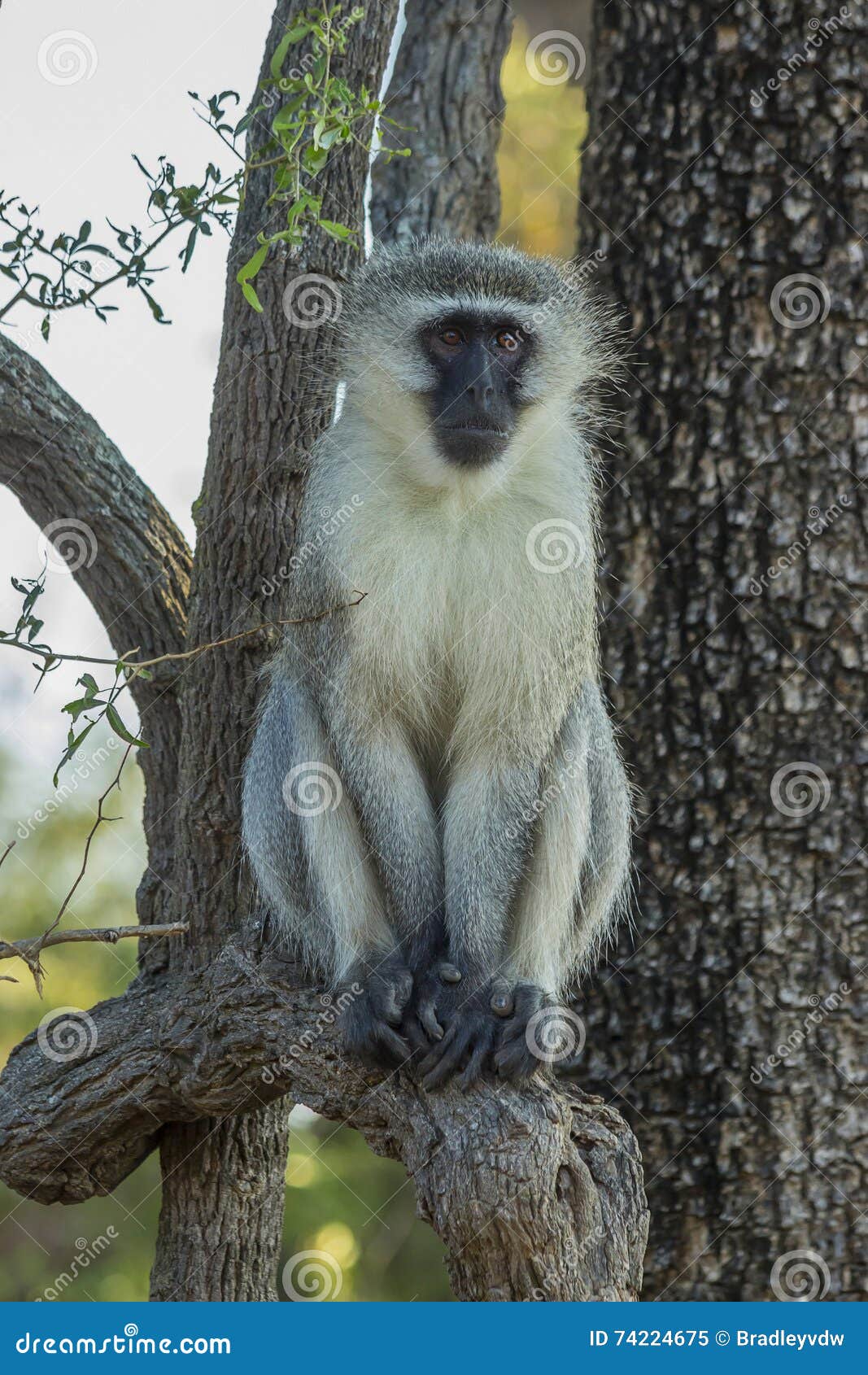 Vervet Monkey Sitting in a Tree Stock Image - Image of kruger, biting ...