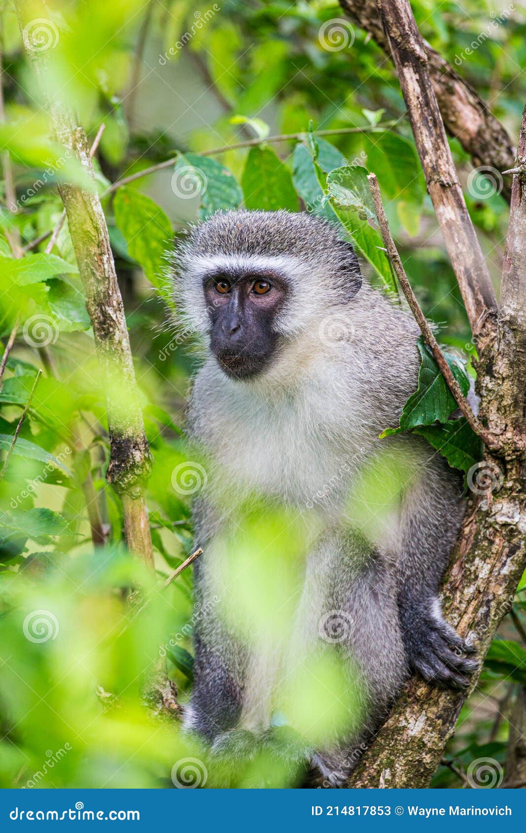 Vervet Monkey Sitting in a Tree, Scouting for Predators Stock Image ...