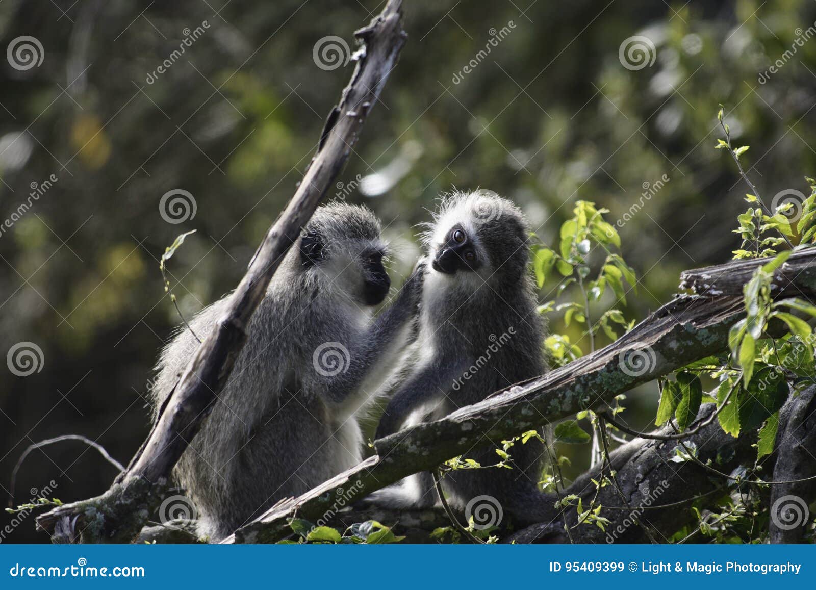 Vervet Monkey, South Africa Stock Image - Image of vervet, animal: 95409399