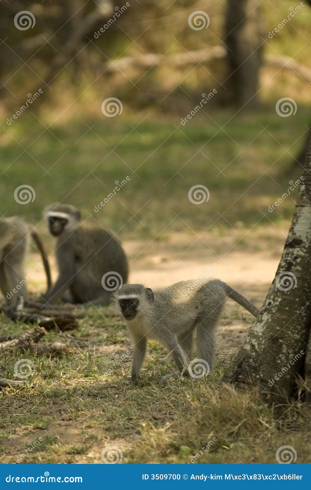 Vervet monkey in St.Lucia stock photo. Image of nationalpark - 3509700