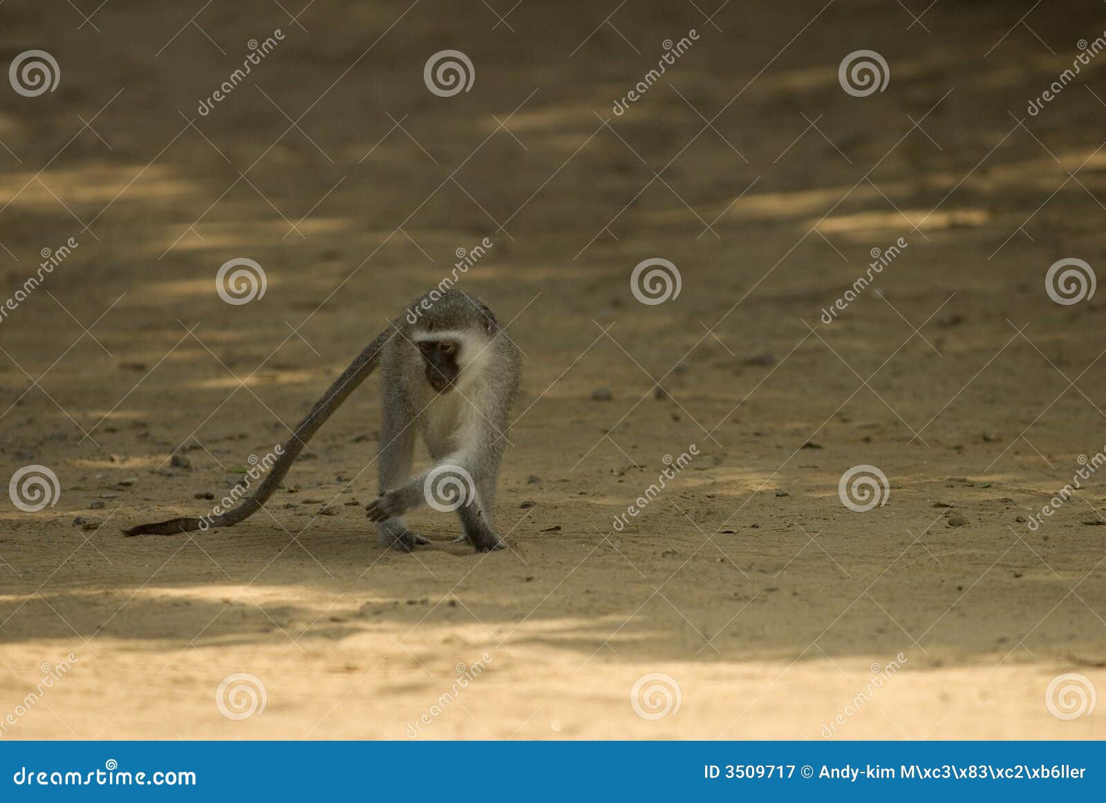 Vervet monkey in St.Lucia stock image. Image of saint - 3509717