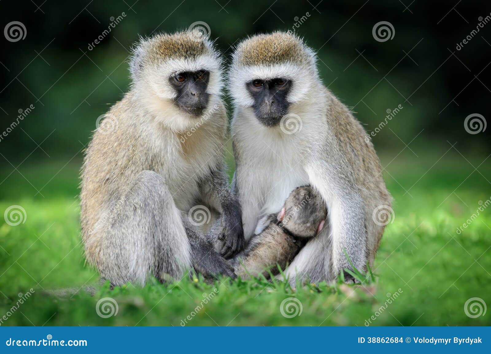 Three Vervet Monkeys Preening Each Other Stock Photo | CartoonDealer ...