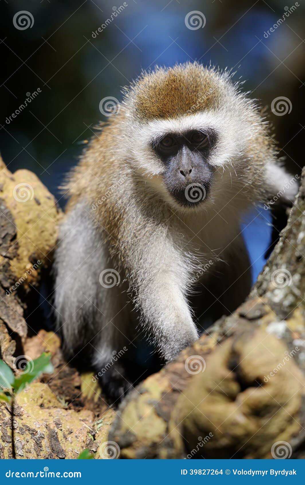 Vervet monkey stock photo. Image of kenya, conservation - 39827264