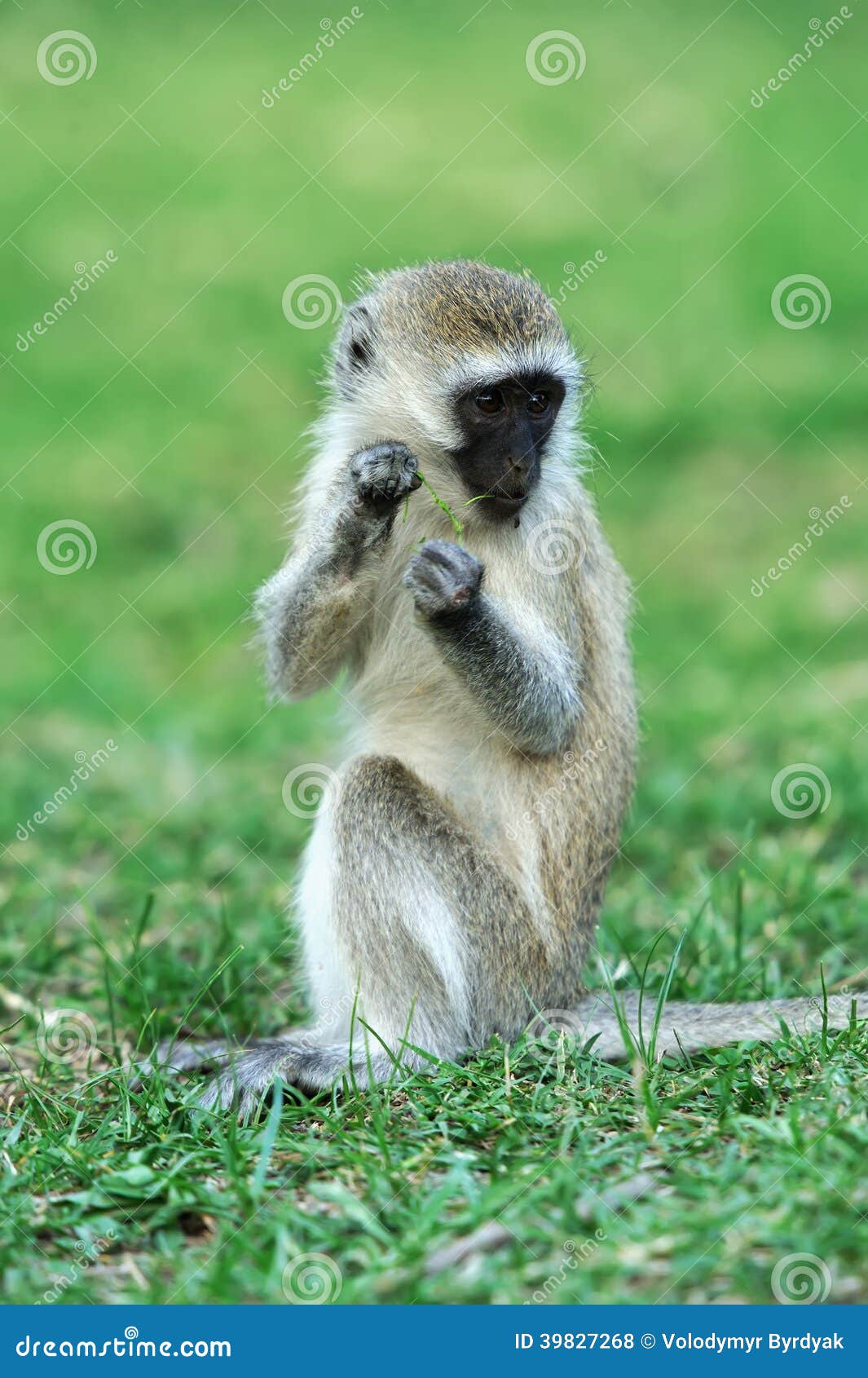 Vervet monkey stock photo. Image of eyes, grey, grass - 39827268
