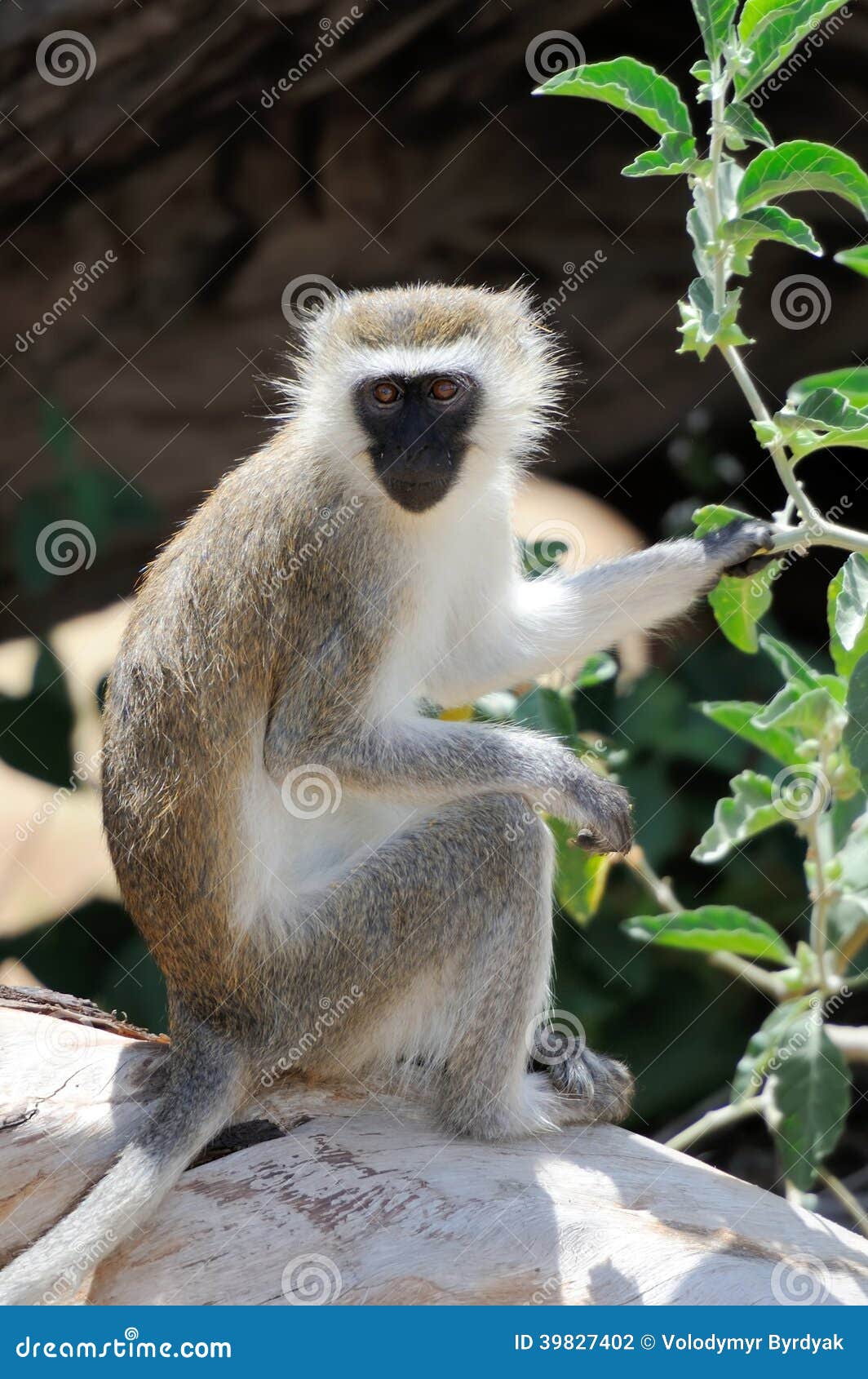 Vervet monkey stock photo. Image of eyes, face, national - 39827402