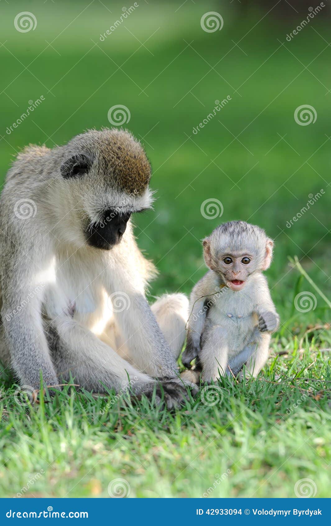 Vervet monkey stock photo. Image of eyes, face, monkey - 42933094