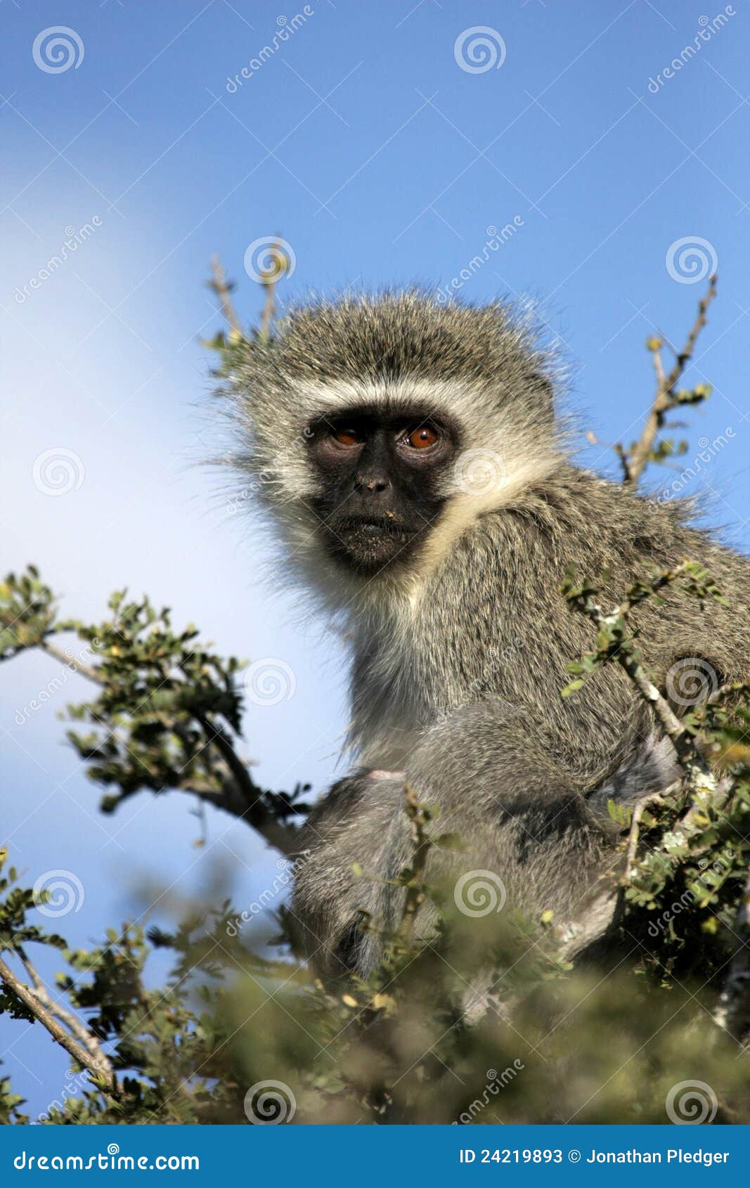 A vervet monkey in a tree stock image. Image of babies - 24219893