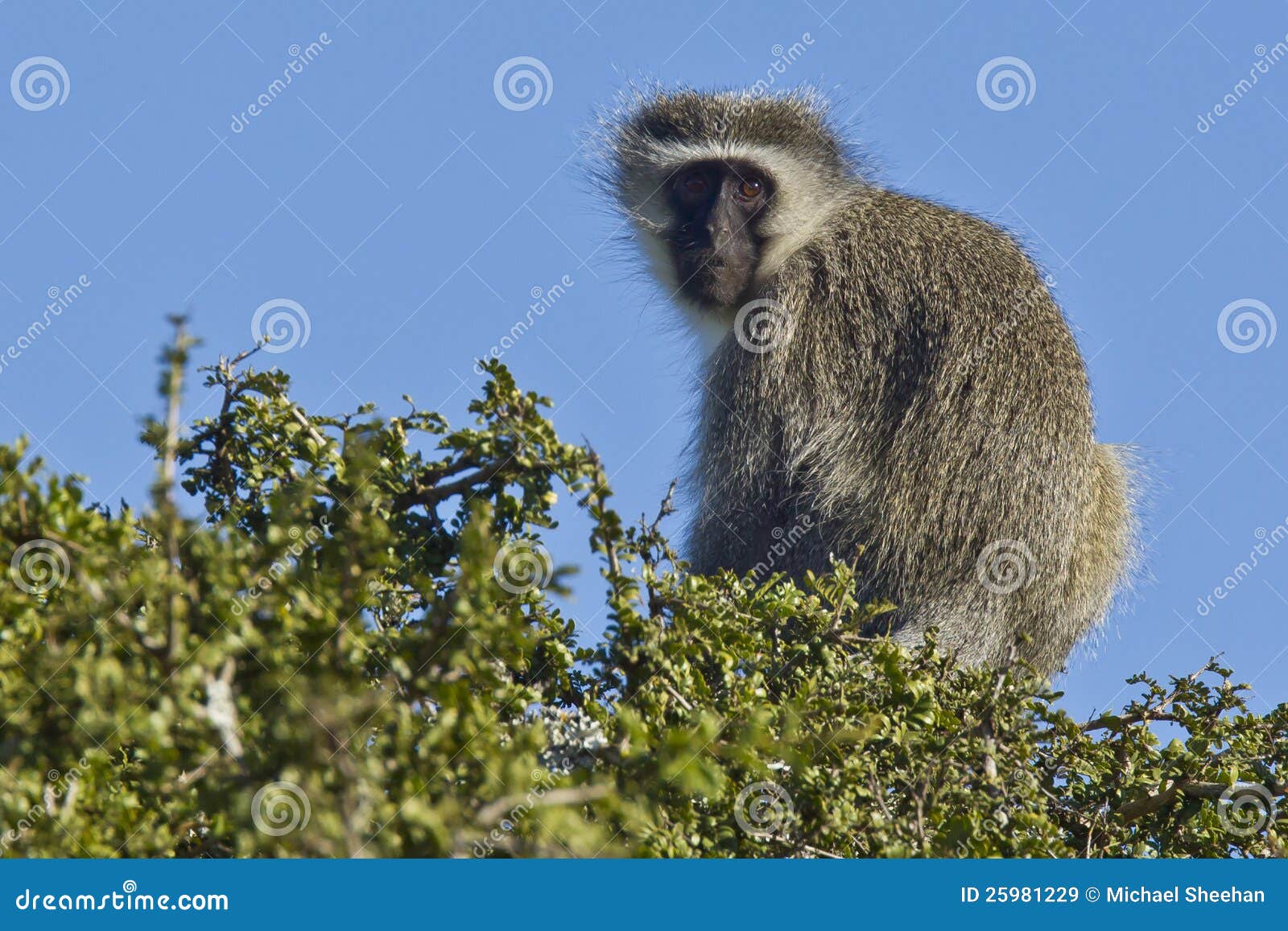 Vervet monkey in a tree stock image. Image of animals - 25981229