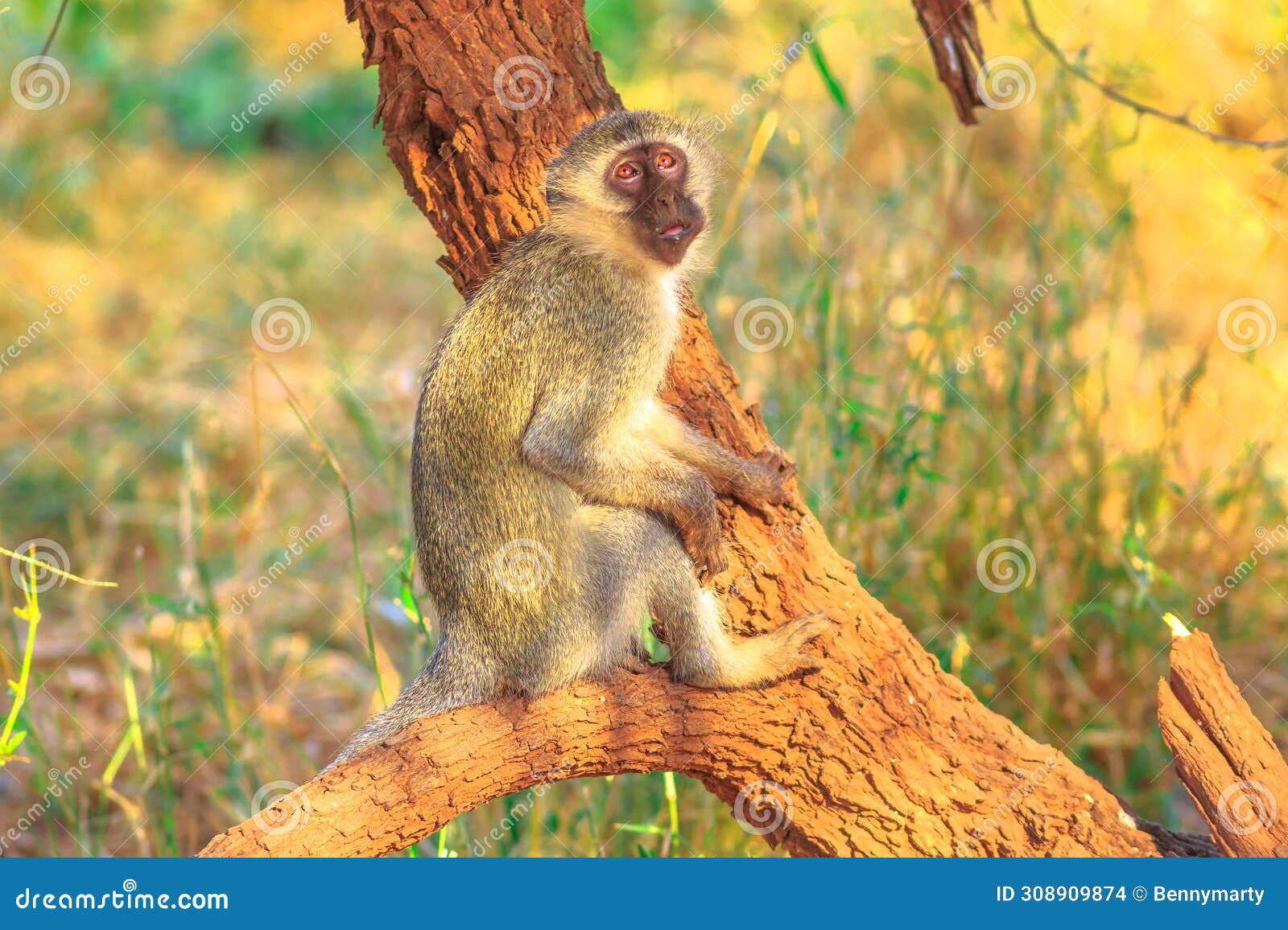 Vervet Monkey on a tree stock photo. Image of savannah - 308909874