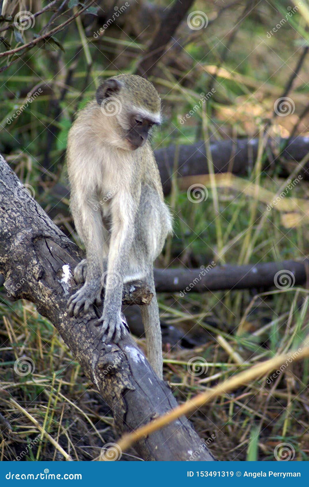 Vervet monkey in a tree stock image. Image of monkey - 153491319