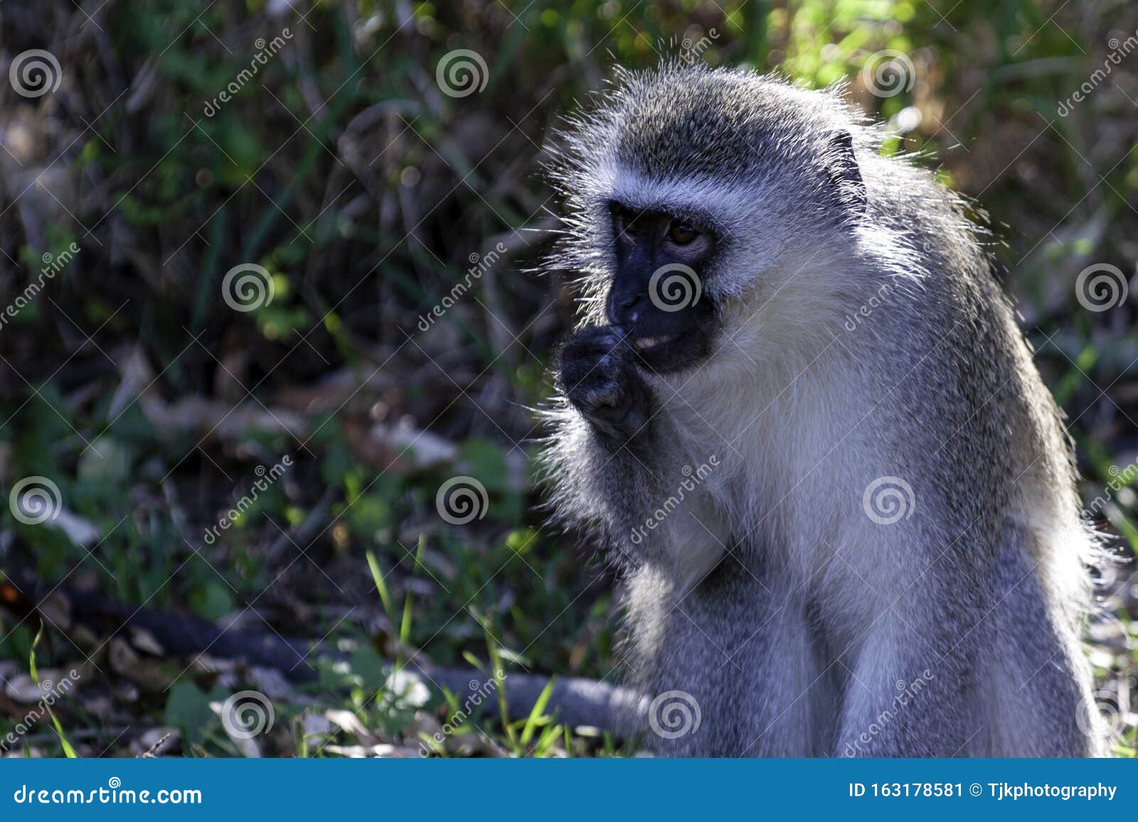 Vervet Monkey, Up Close, Eating Something, Face Stock Image - Image of ...