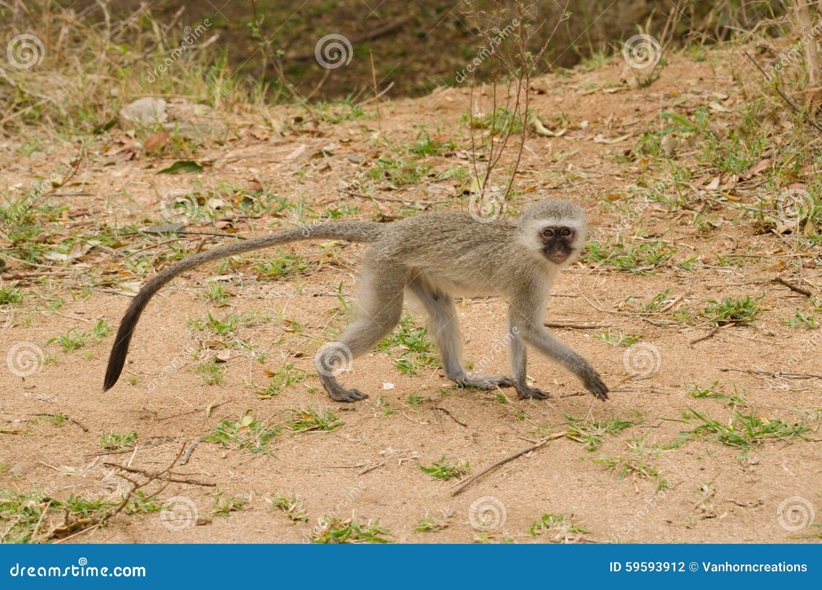 A Monkey Walking Hiking Trail On Mountain Stock Photography ...